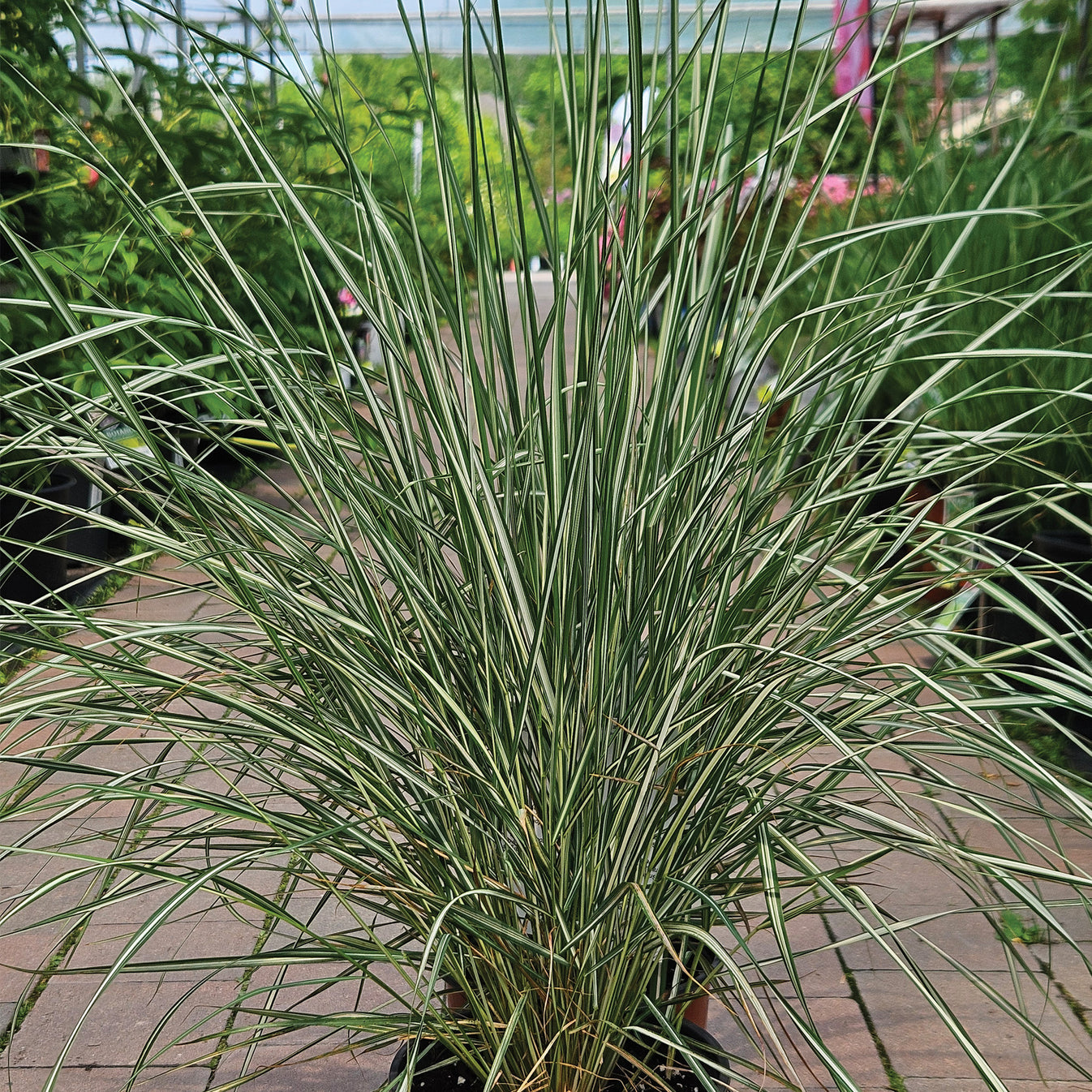 Lightning Strike' Reed Grass – Jardineries Botanix