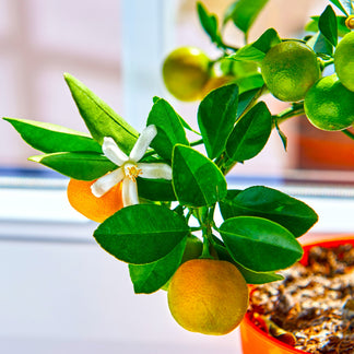 Calamondin : l'agrume parfait pour votre intérieur ! | Jardineries Botanix