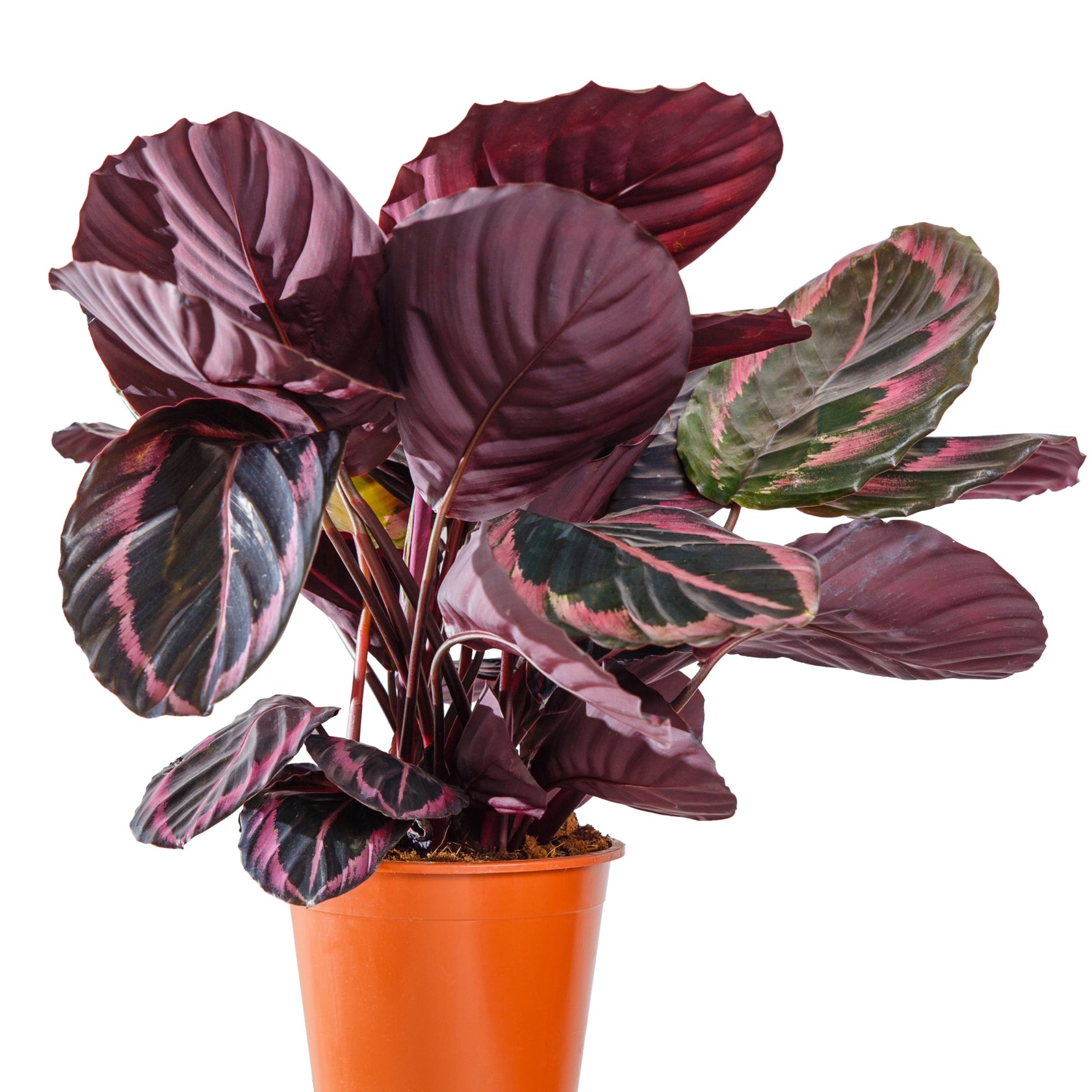 Calathea 'Princess Jessie' – Jardineries Botanix