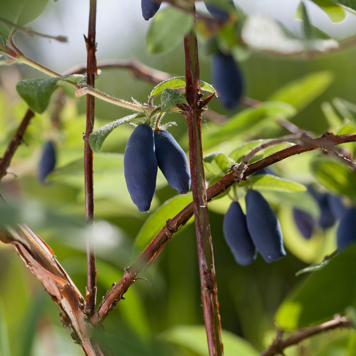 Boreal Beauty' Haskap – Jardineries Botanix