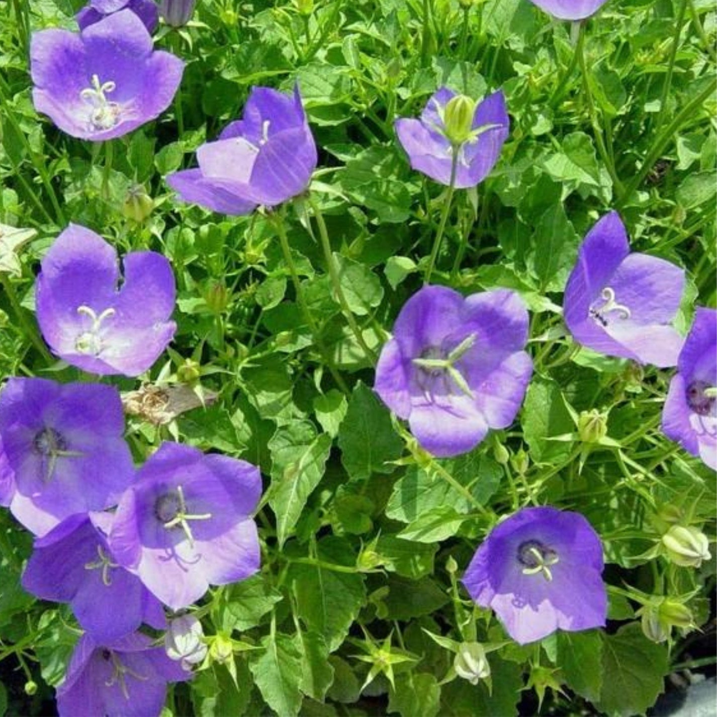 Campanule des Carpates 'Blue Clips' – Jardineries Botanix