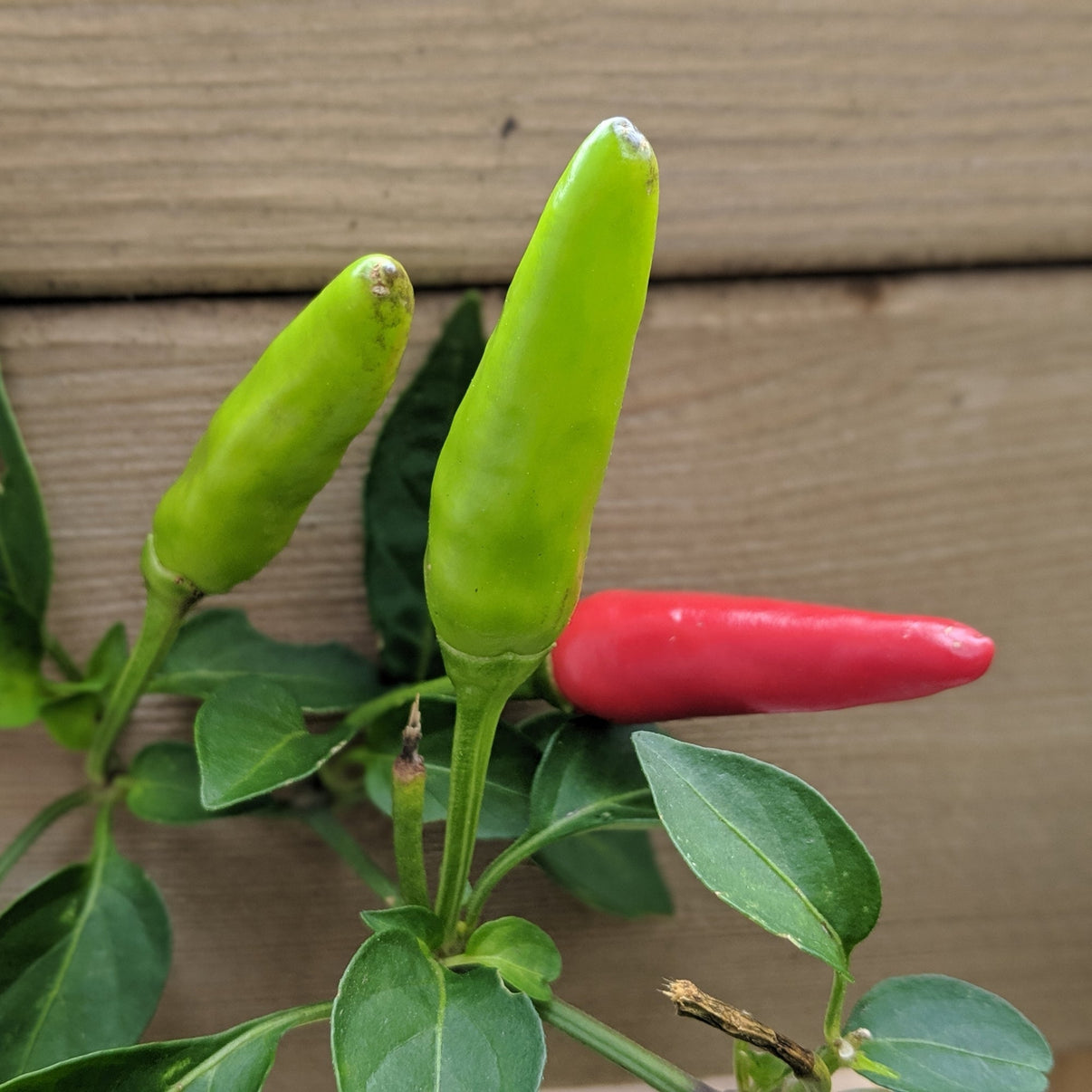 Piment fort 'Super Chili' – Jardineries Botanix