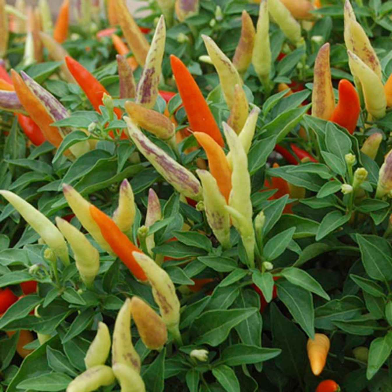 Piment fort 'Basket of Fire' – Jardineries Botanix