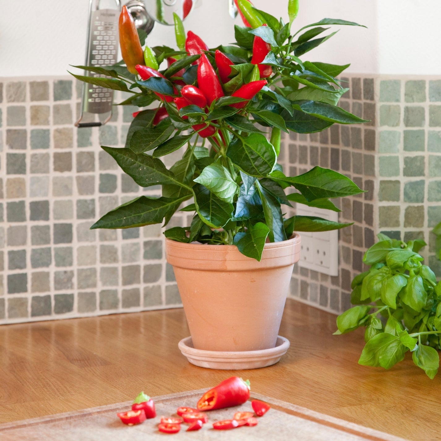 KITCHEN MINIS™ Hot Burrito Hot Pepper – Jardineries Botanix