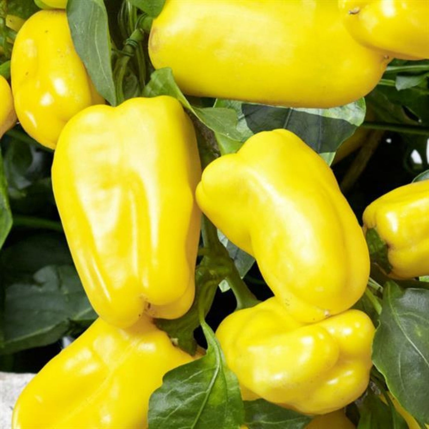 PEPPERS FROM HEAVEN™ Sweet Pepper – Jardineries Botanix