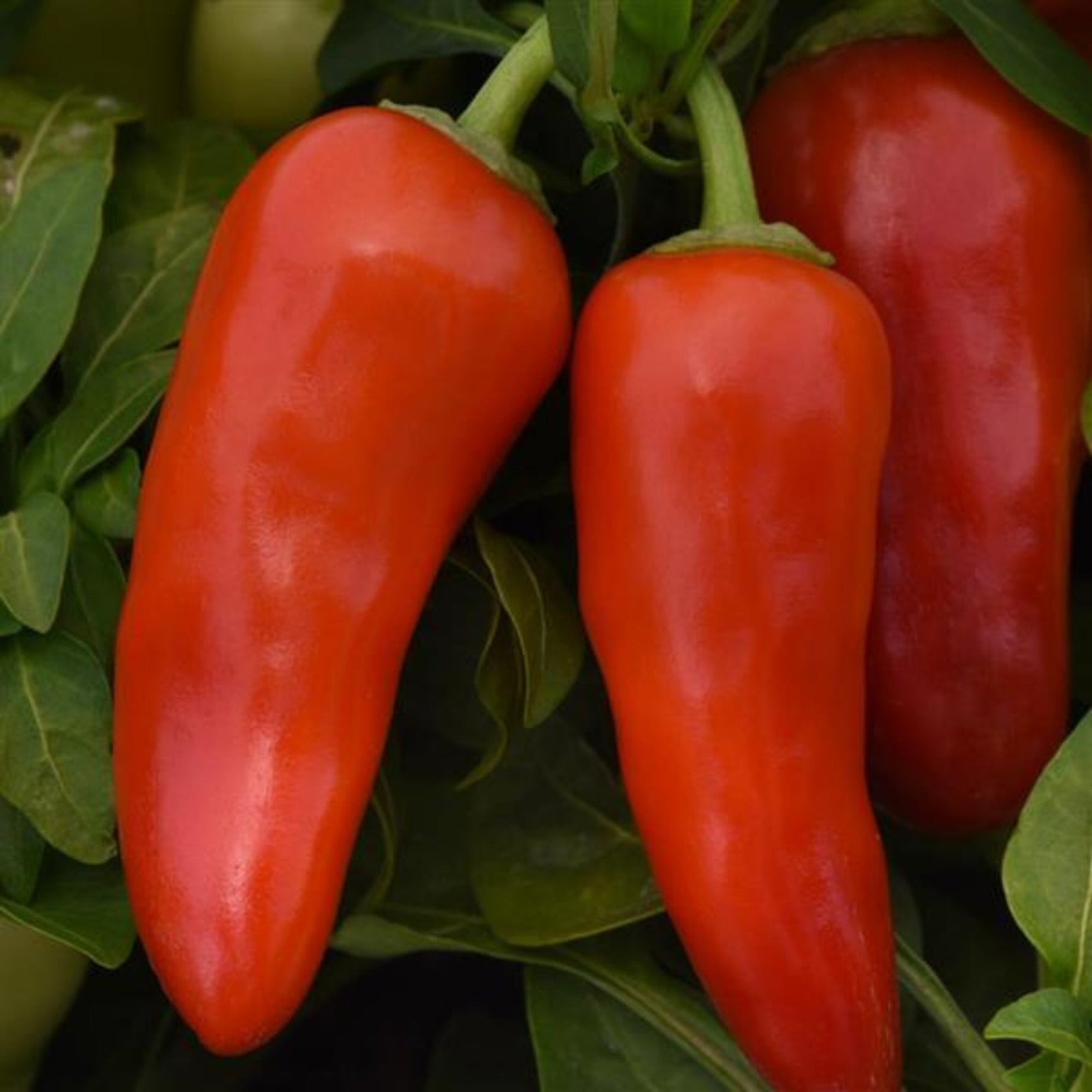 Poivron doux PEPPERS FROM HEAVEN™ – Jardineries Botanix