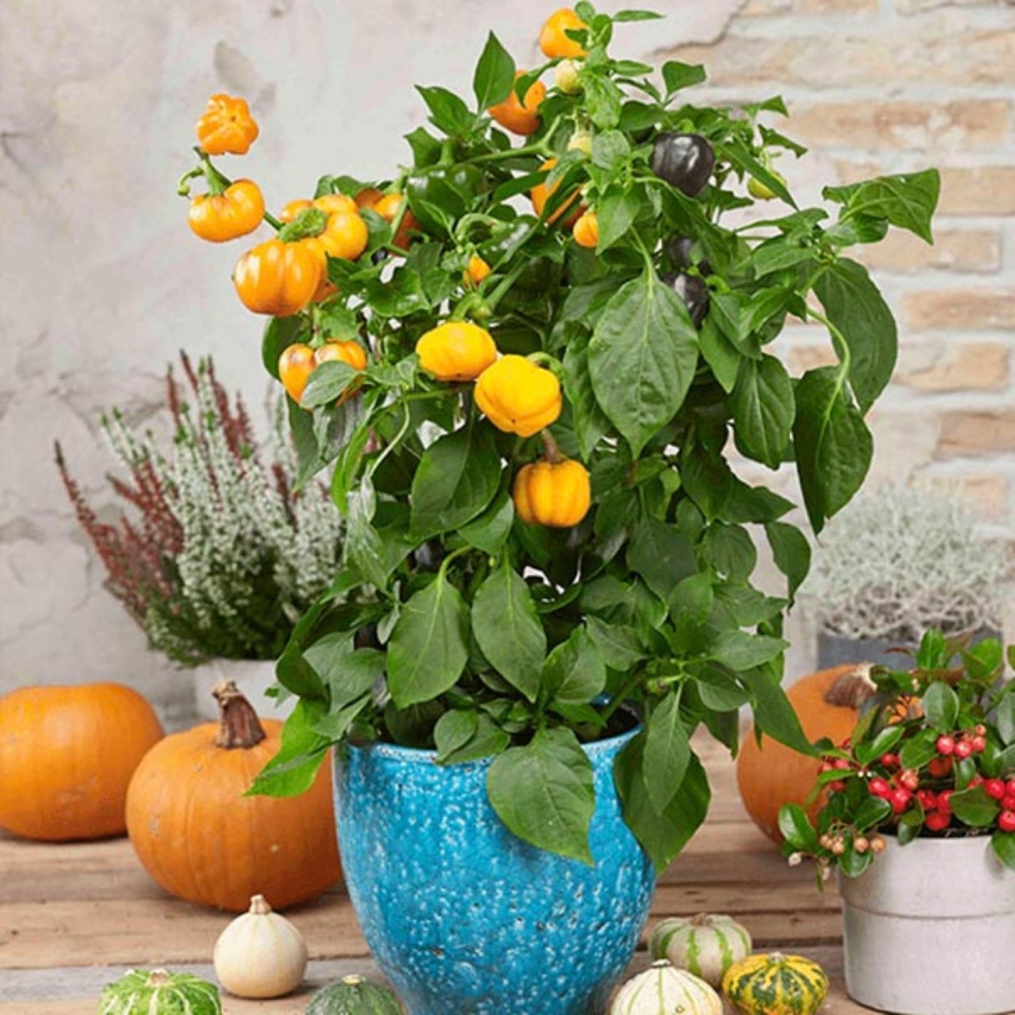 Poivron doux PUMPKIN PEPPERS™ Halloween Gold – Jardineries Botanix