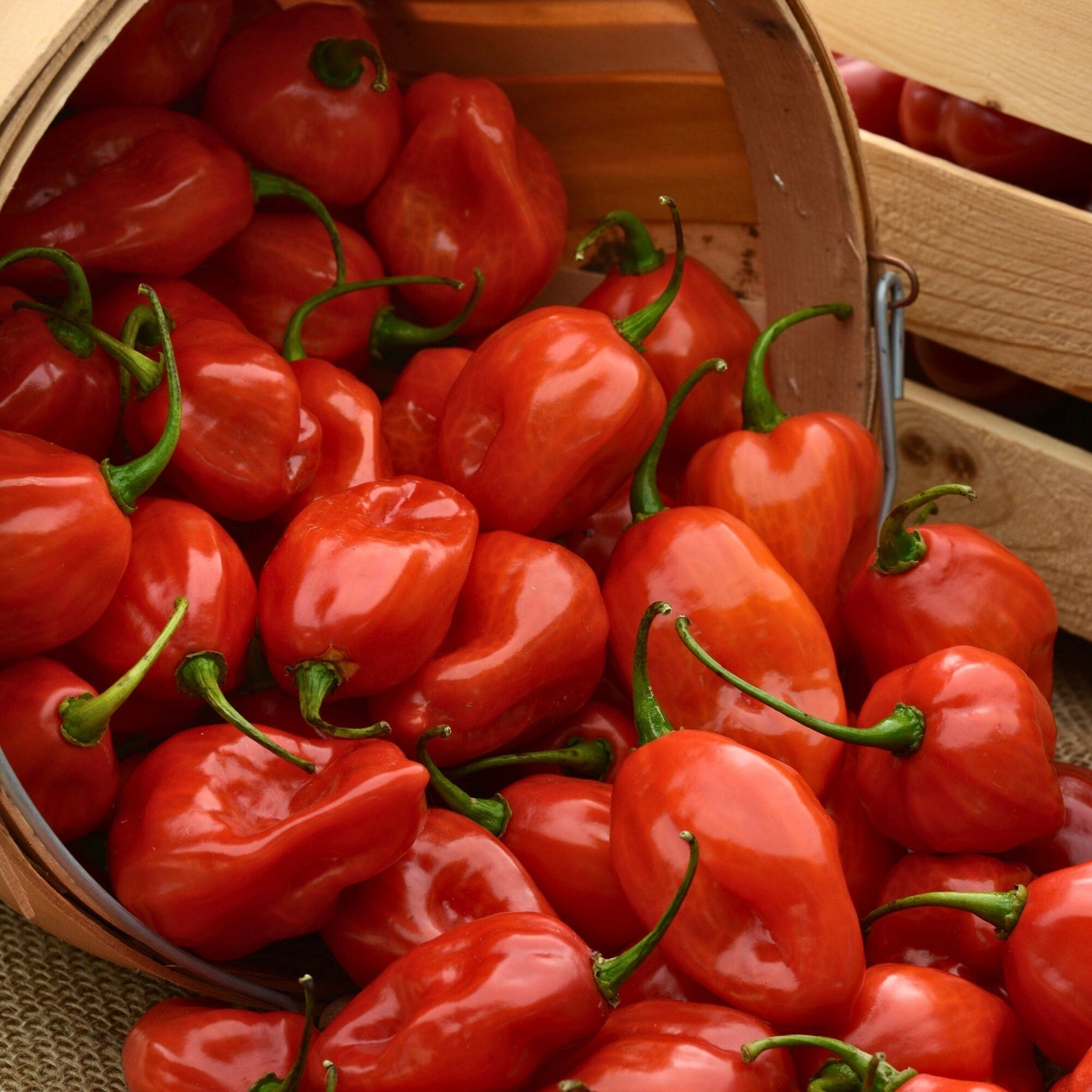 Primo Red' Hot Pepper – Jardineries Botanix