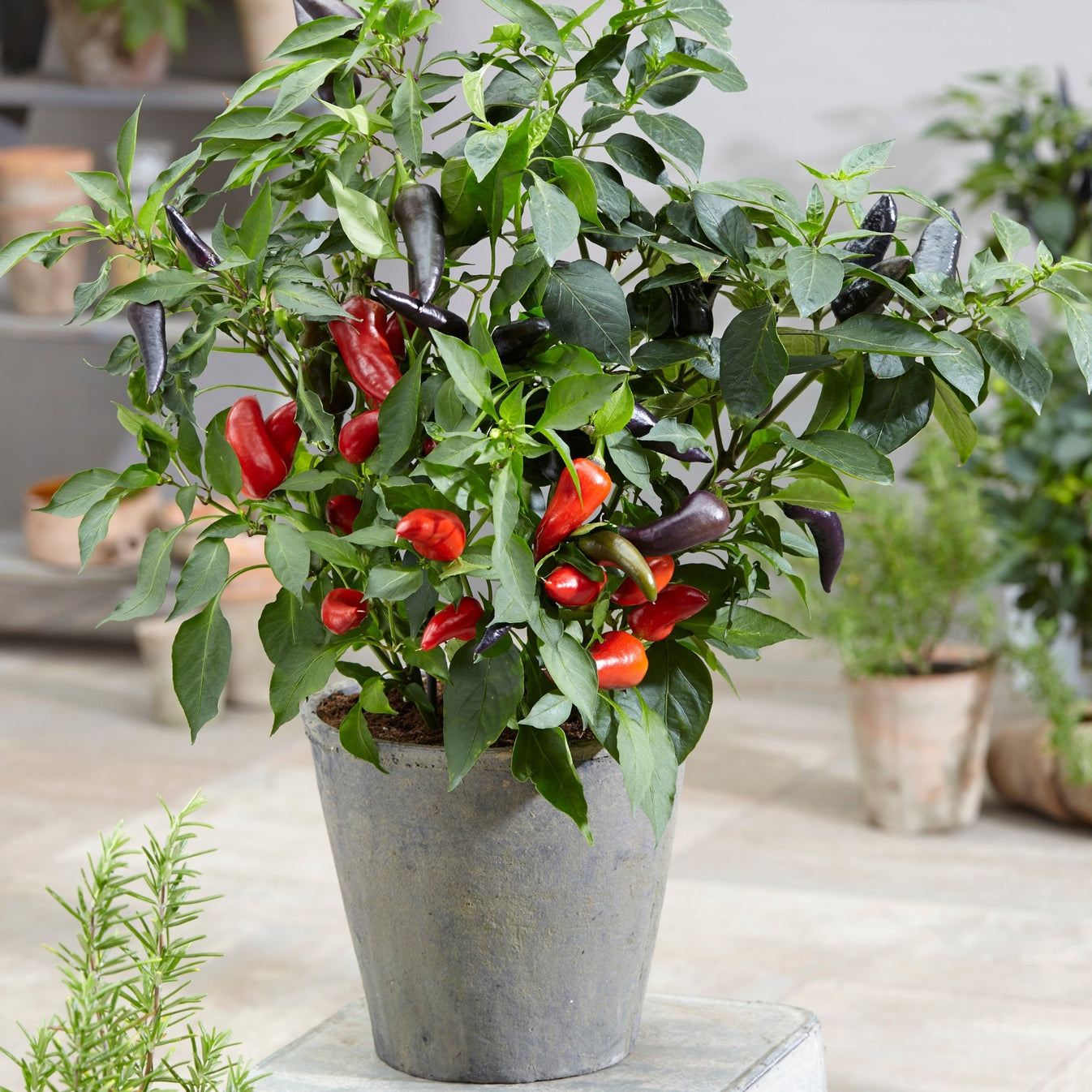 ROCKET PEPPERS™ Mamba Red Hot Pepper – Jardineries Botanix