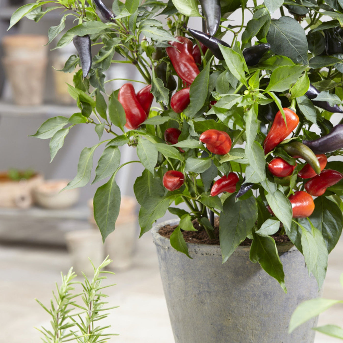 Piment Fort ROCKET PEPPERS™ Mamba Red – Jardineries Botanix