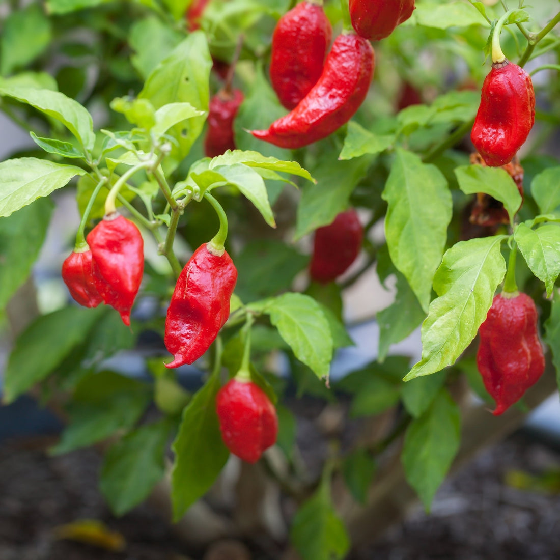 Piment Fort 'Bhut Jolokia' – Jardineries Botanix