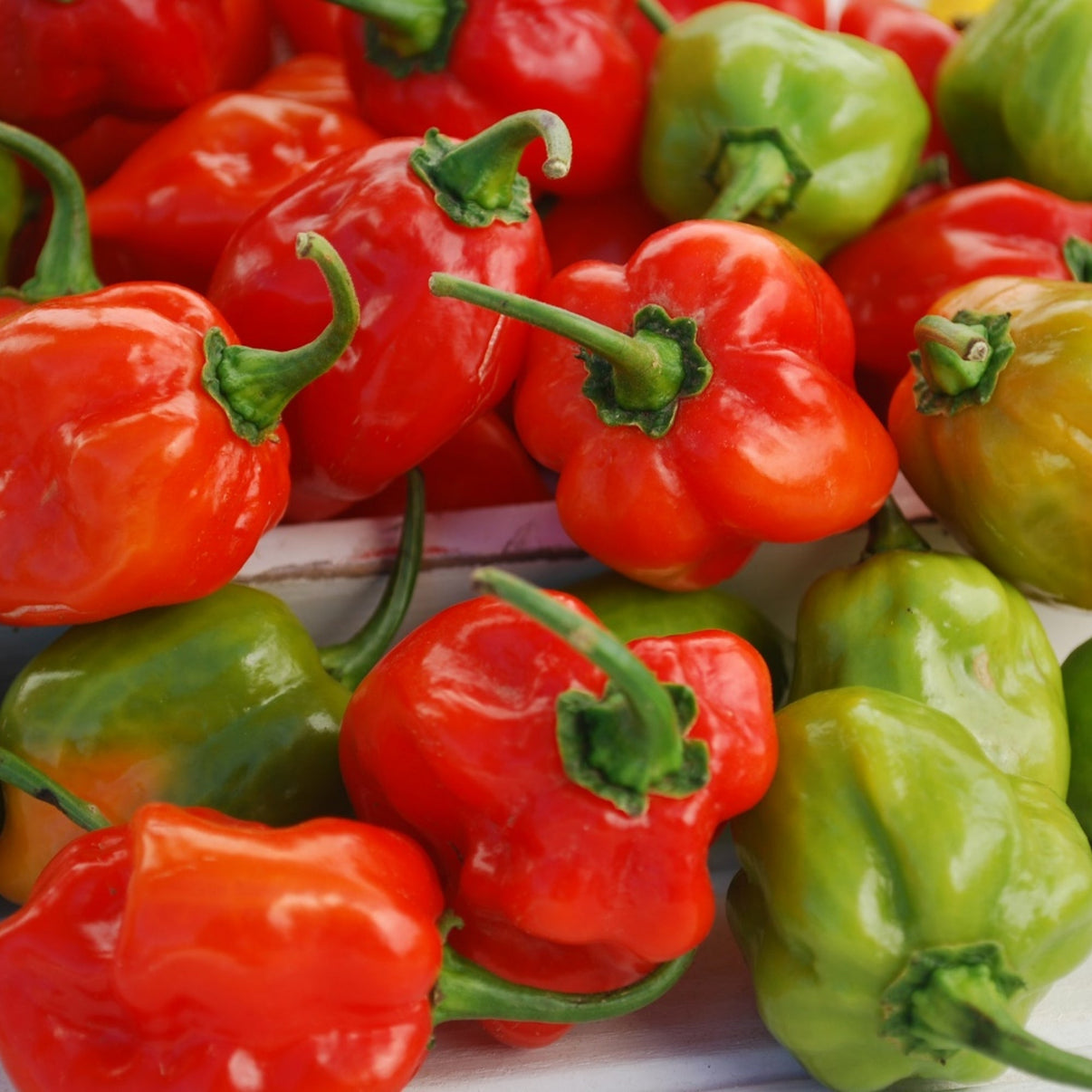 Piment Fort 'Habanero Red' – Jardineries Botanix