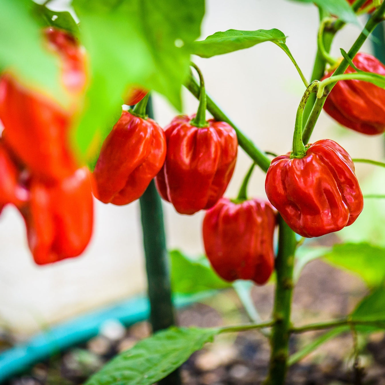 Piment Fort 'Habanero Red' – Jardineries Botanix