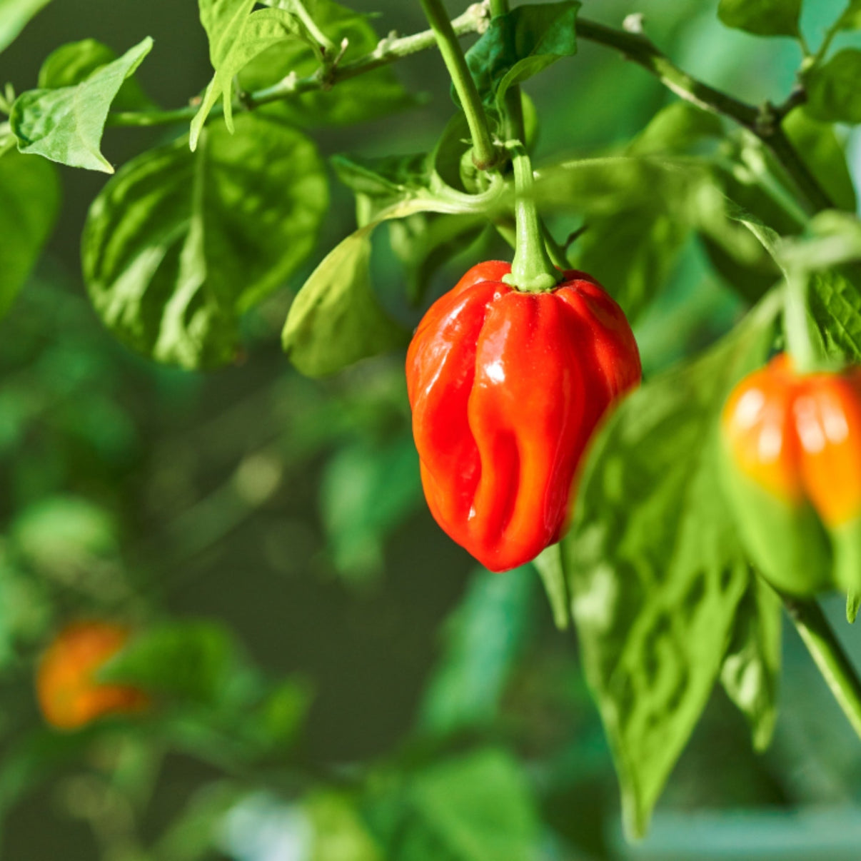 Piment Fort 'Habanero Red' – Jardineries Botanix