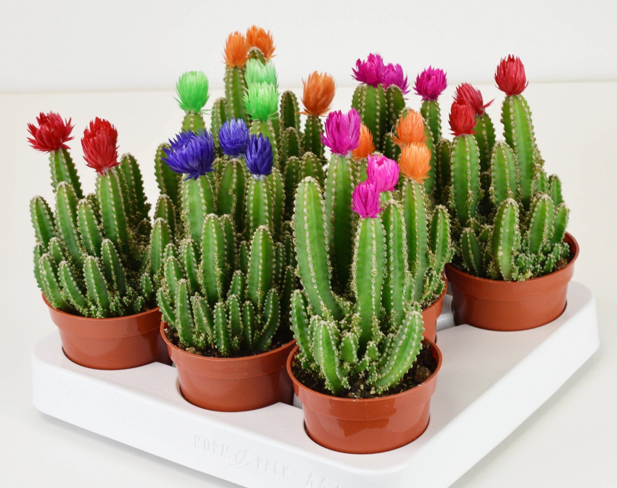 Cactus - Fairy Castle Strawflower – Jardineries Botanix