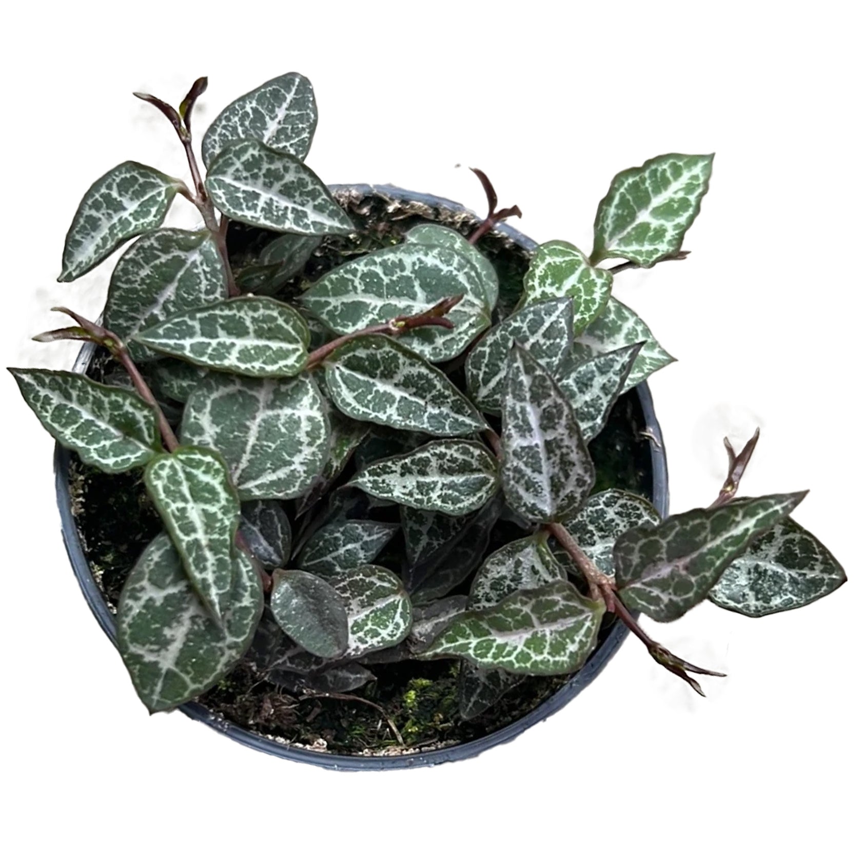 String of Spades – Jardineries Botanix