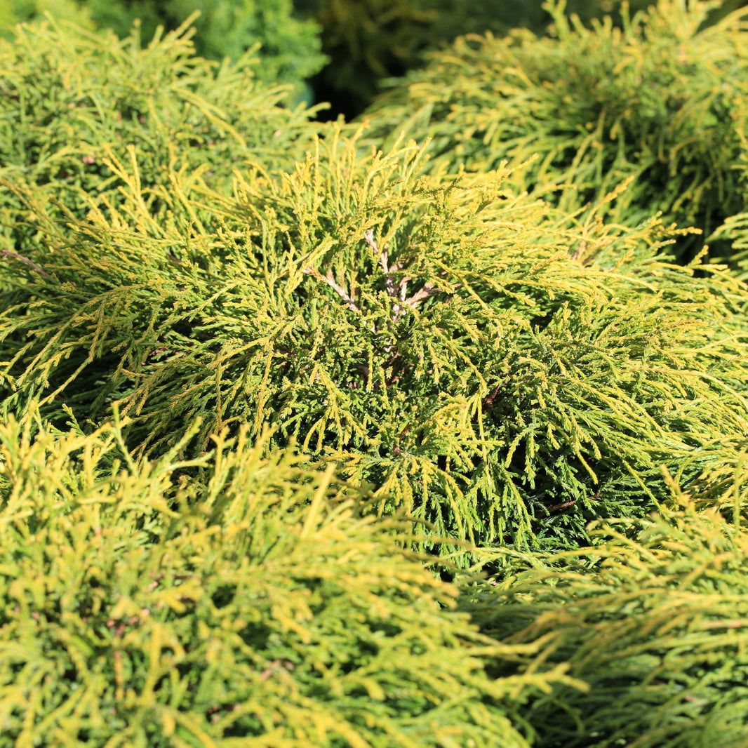 Conifers – Jardineries Botanix