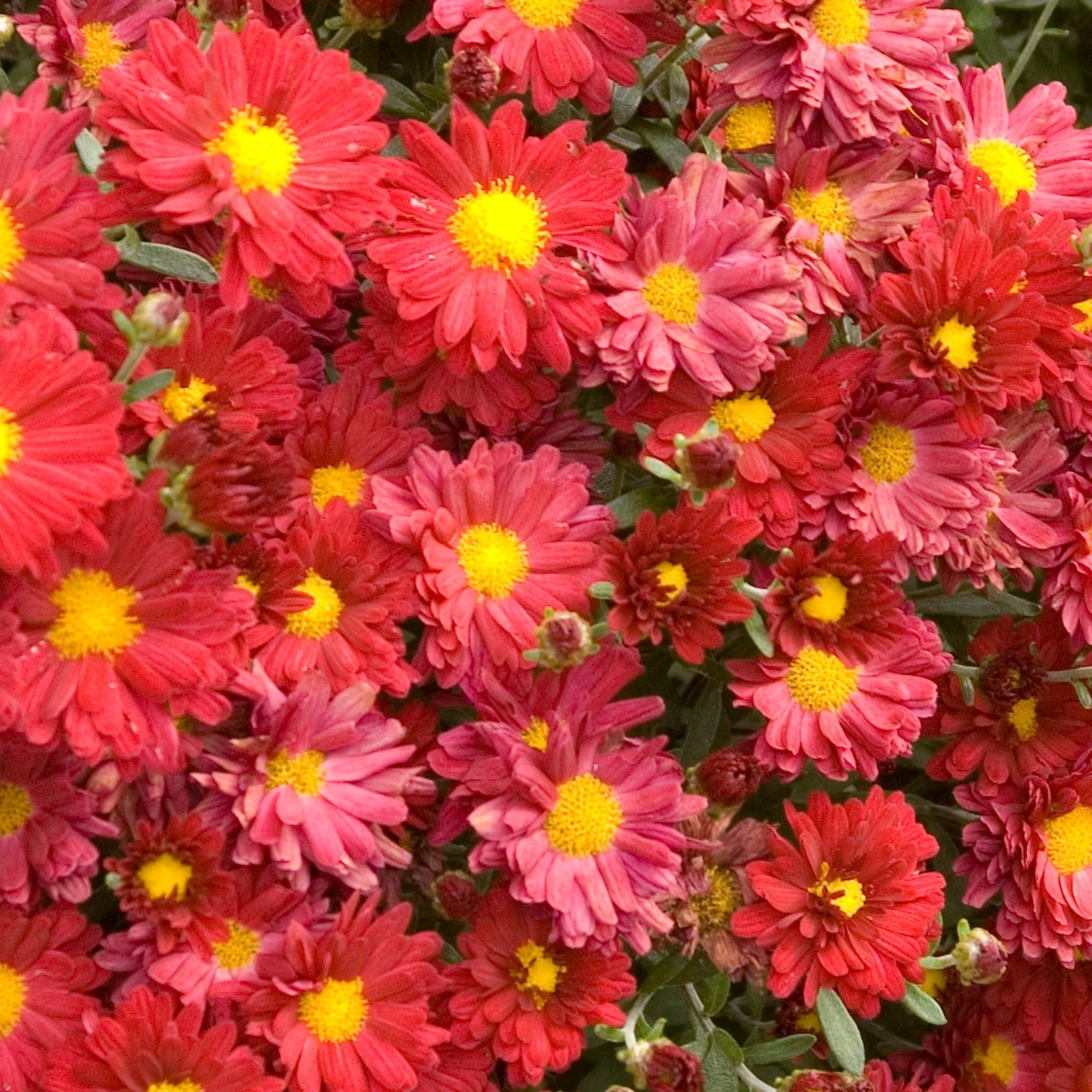 'Mammoth Red' Mum | Red Fall Daisy Perennial | Chrysanthemum | Botanix ...