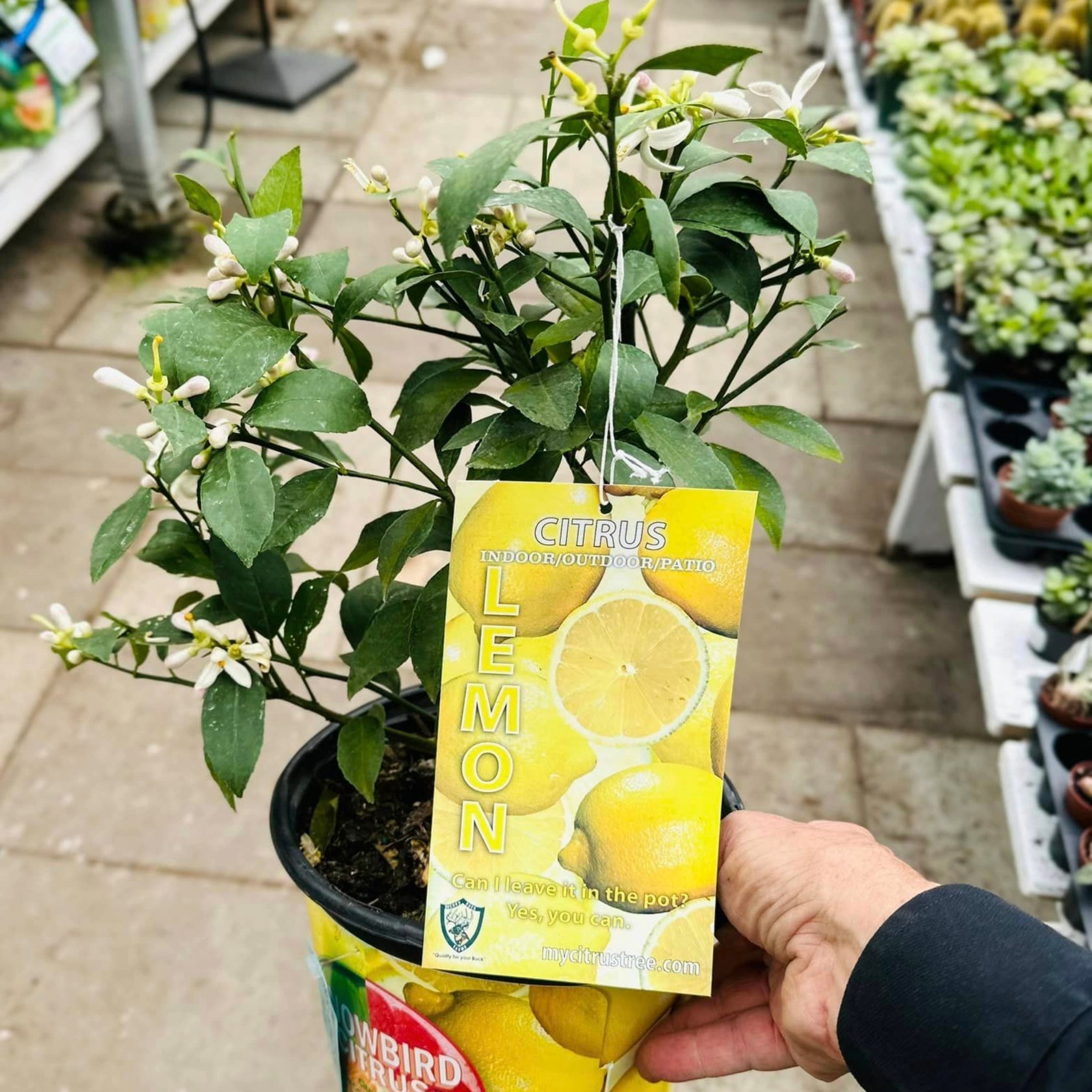 Citronnier en Pot | Citrons Frais à Domicile – Jardineries Botanix