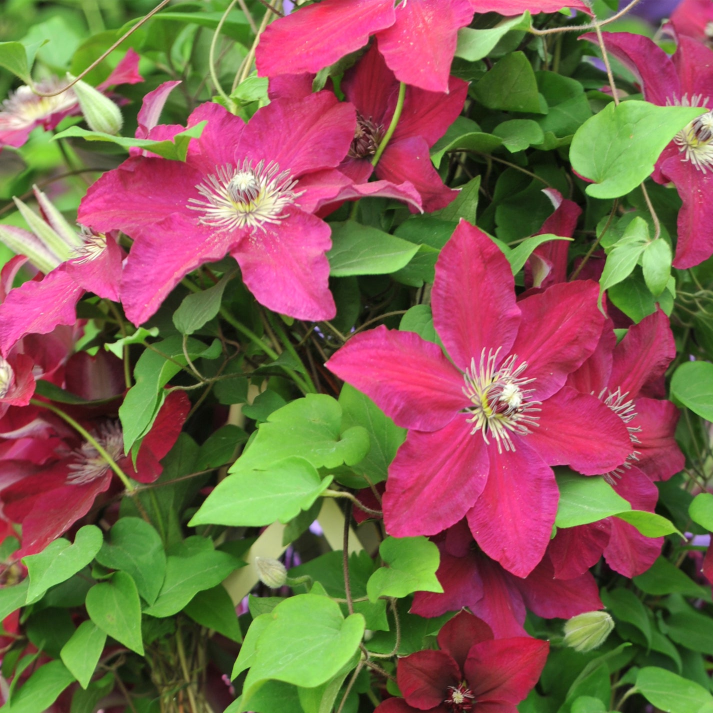'Westerplatte' Clematis – Jardineries Botanix