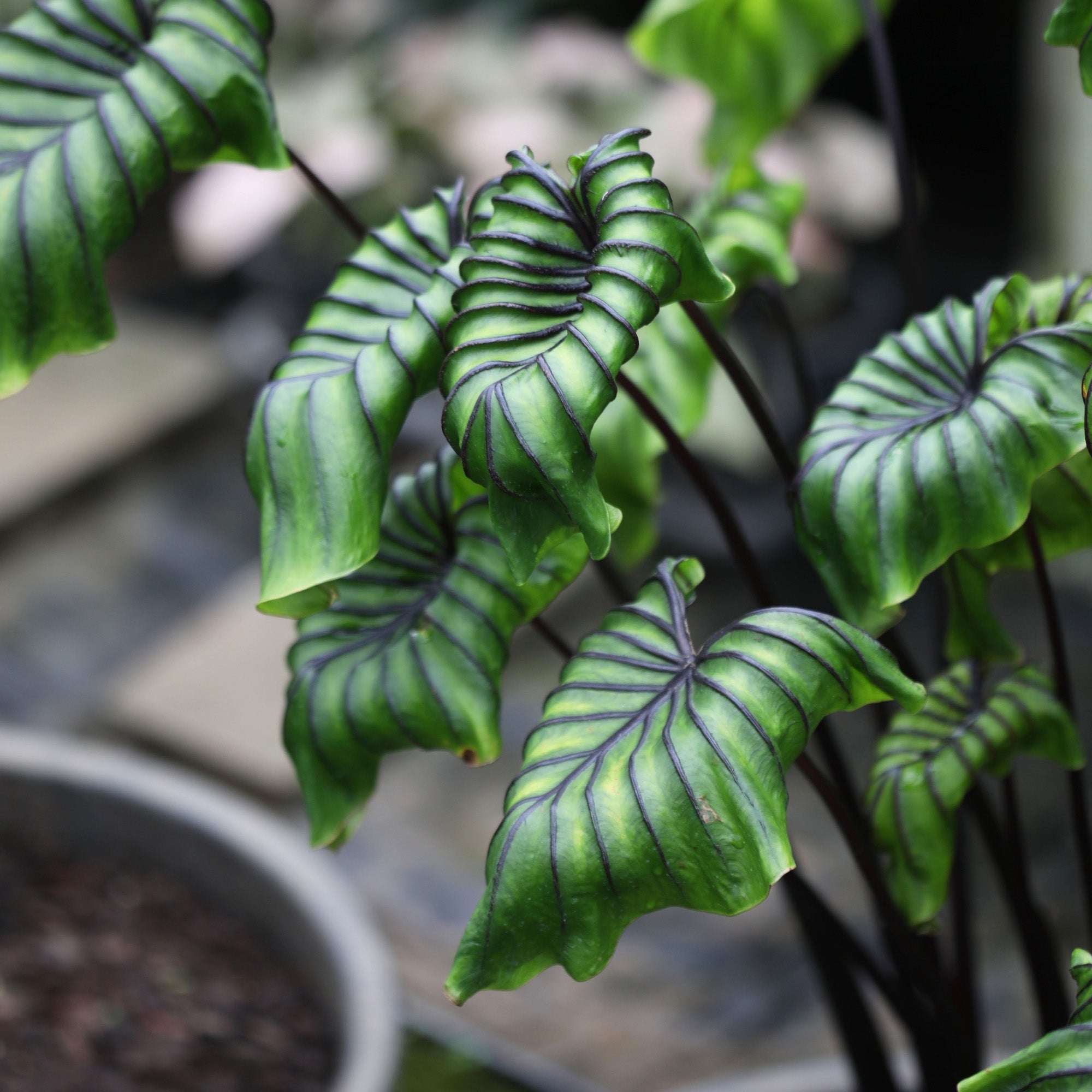 Pharaohs Mask™ Elephant Ear – Jardineries Botanix