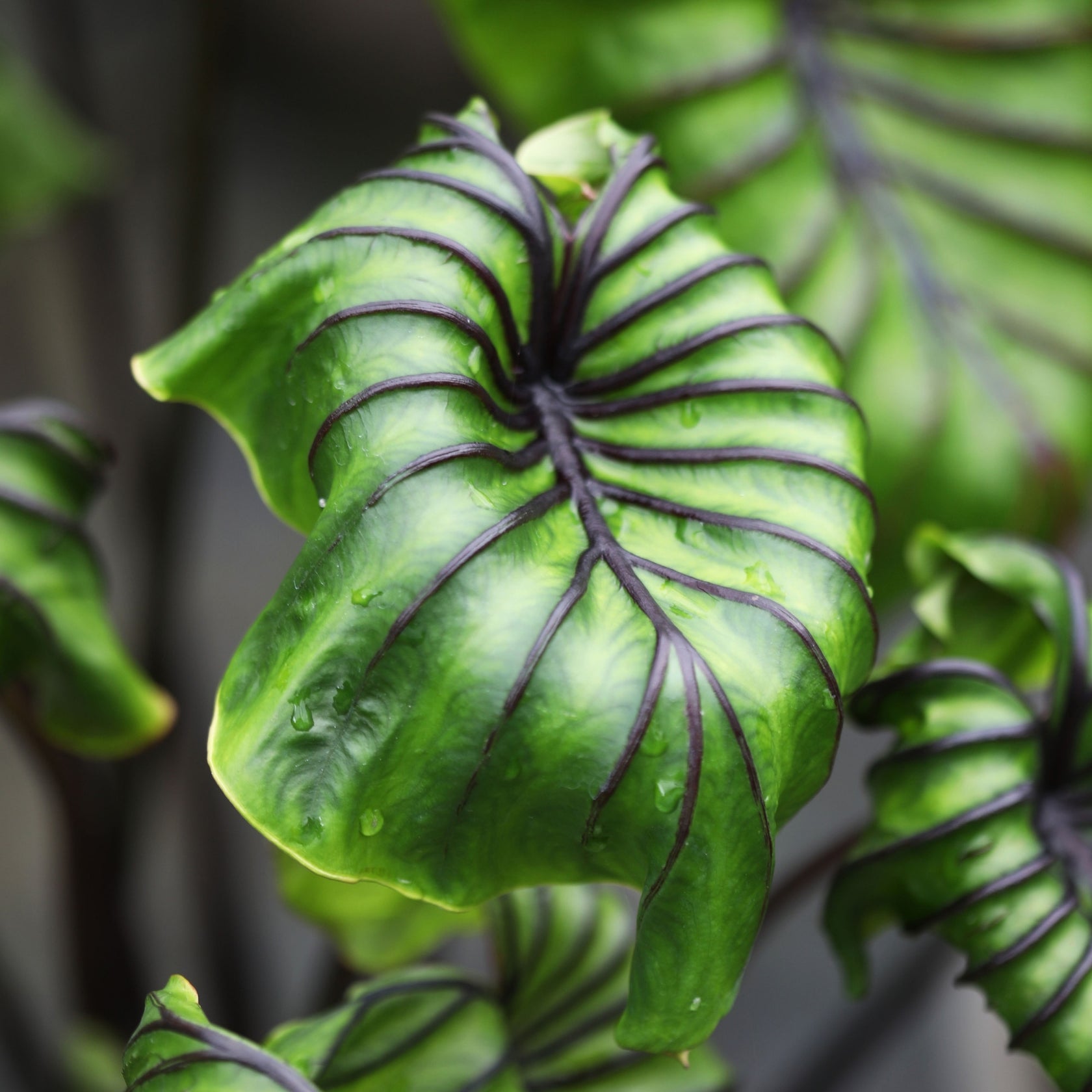 Pharaohs Mask™ Elephant Ear – Jardineries Botanix