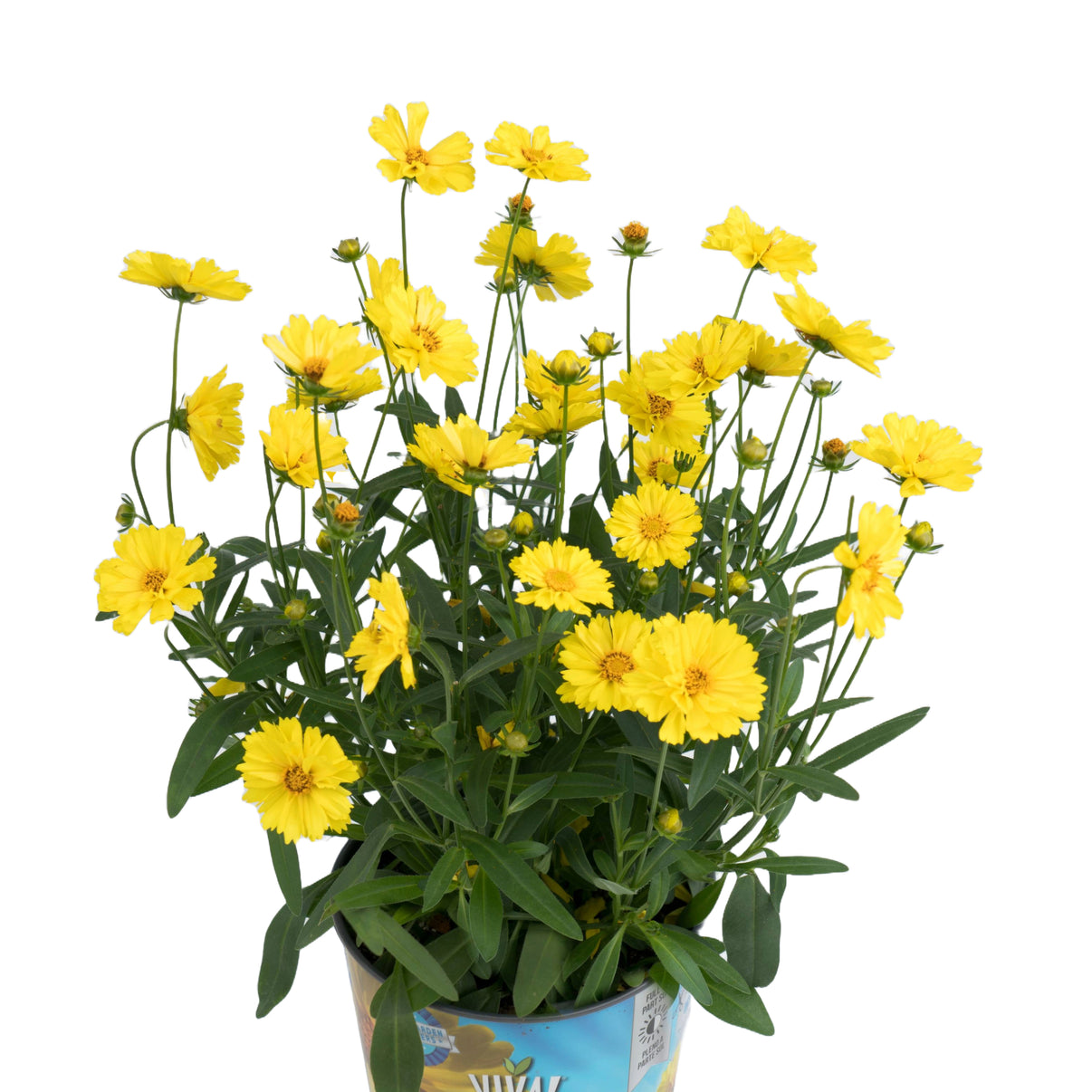 Coréopsis 'Leading Lady Sophia' : La Star Jaune de Votre Jardin ...