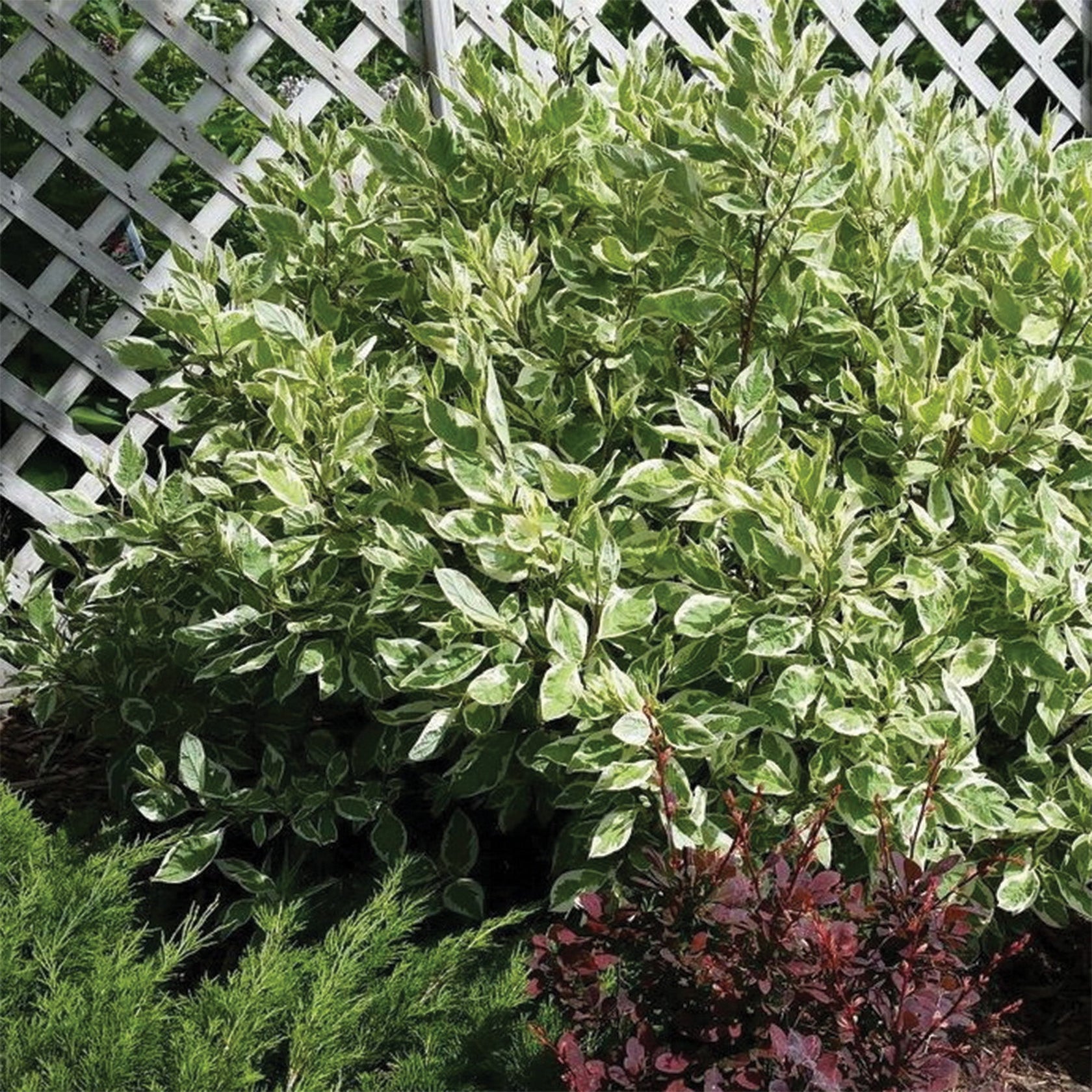 Amazing Cornus Ivory Halo Gallery