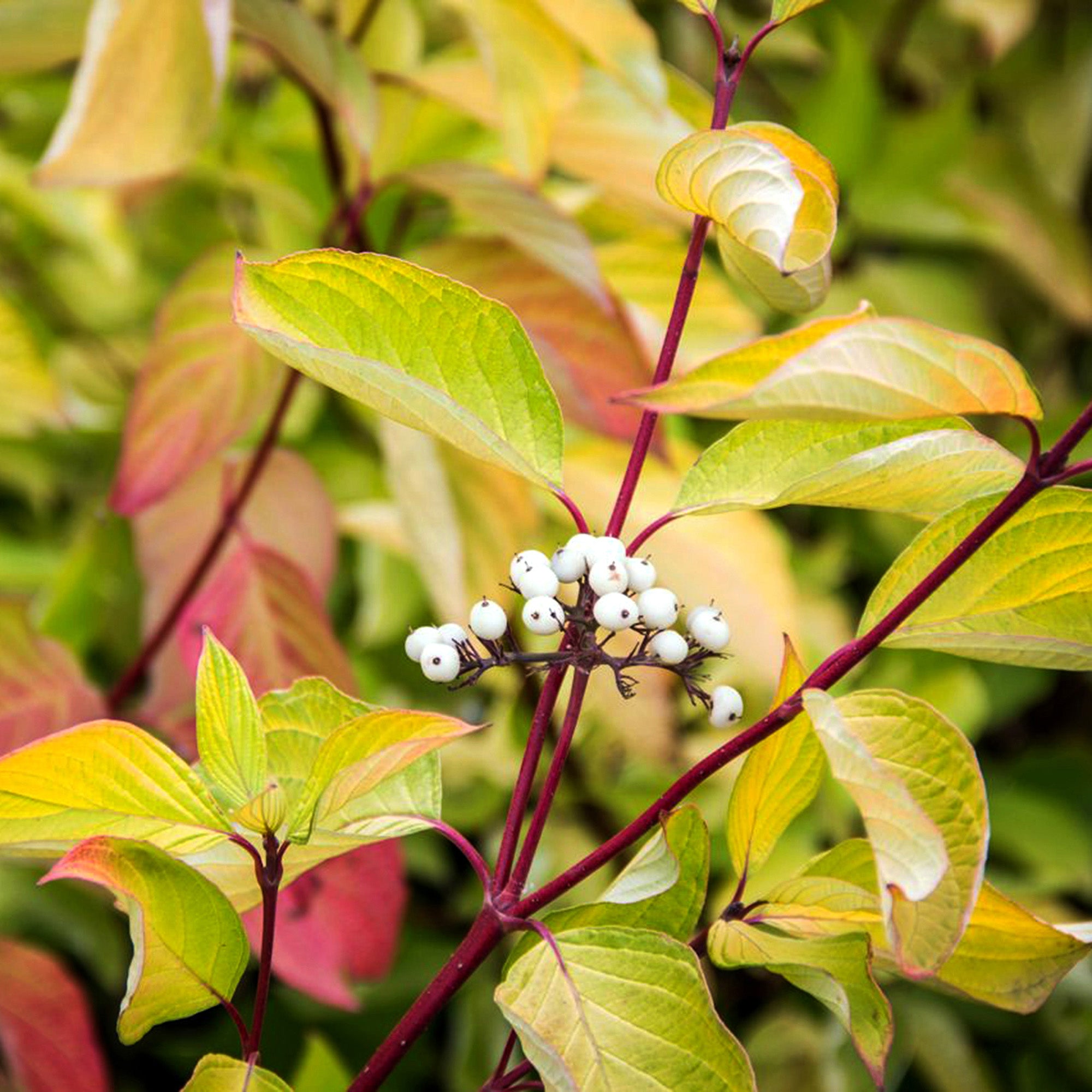 Prairie Fire Red Twig Dogwood – Jardineries Botanix