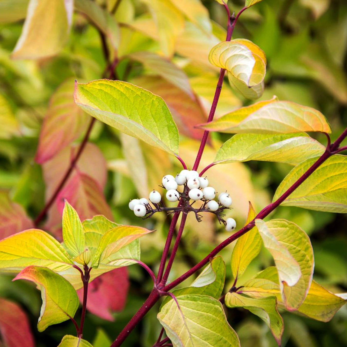 Cornouiller blanc 'Prairie Fire' – Jardineries Botanix