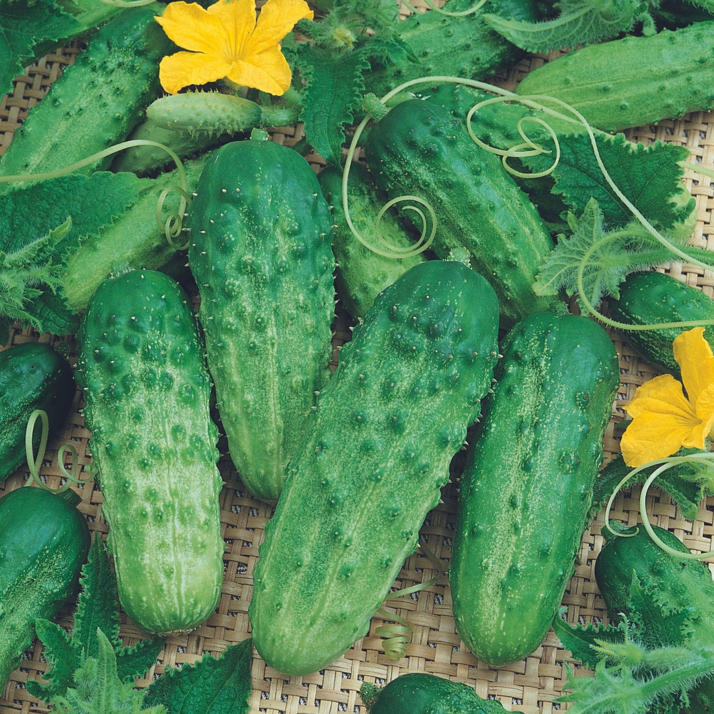Concombre 'Patio Snacker' – Jardineries Botanix