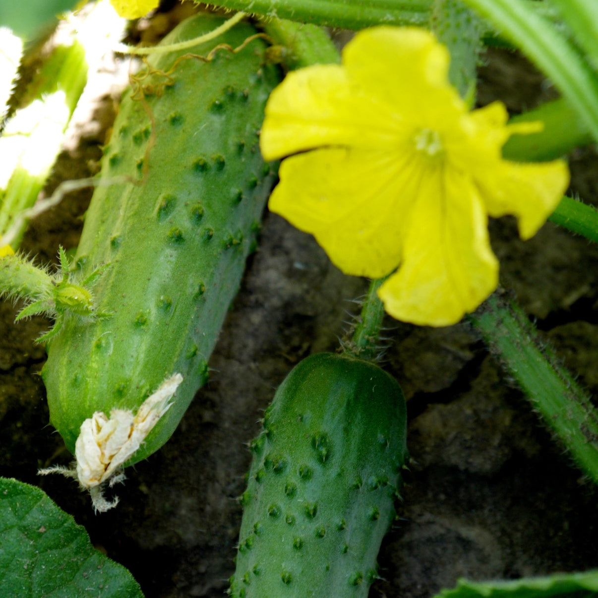 Concombre de type cornichon – Jardineries Botanix