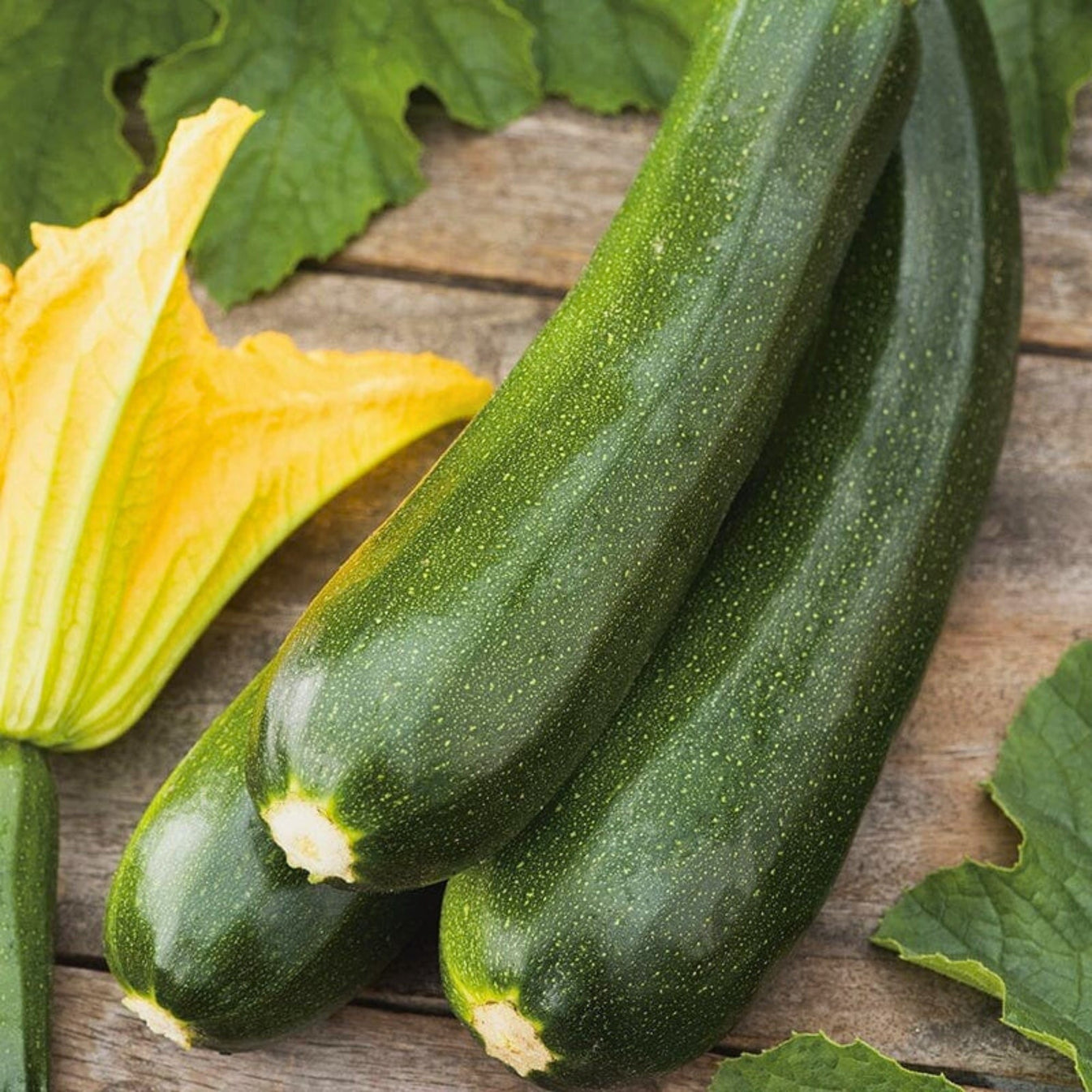 Courge Easy Pick Vert – Jardineries Botanix