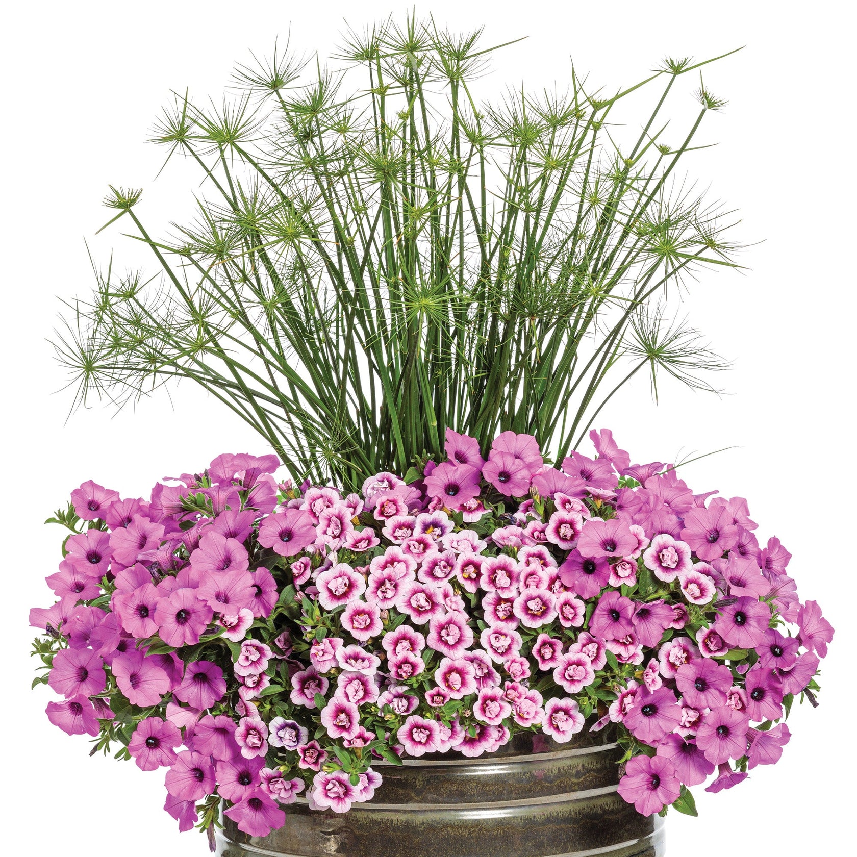GRACEFUL GRASSES® Queen Tut™ Dwarf Papyrus – Jardineries Botanix