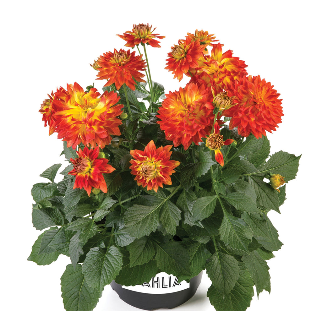 LABELLA® Maggiore Fun Flame Dahlia – Jardineries Botanix