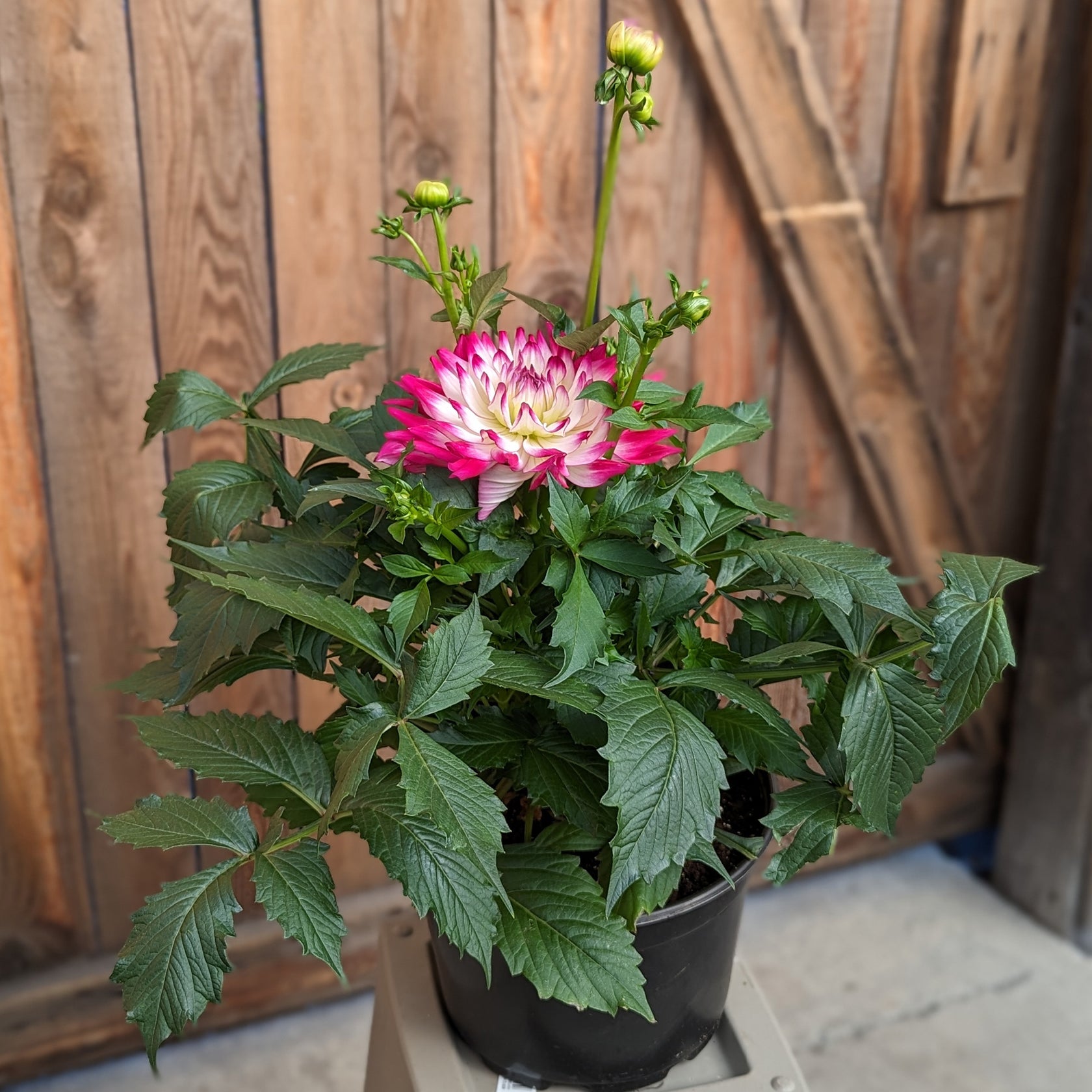 Dahlia LABELLA® Maggiore Rose Bicolore – Jardineries Botanix