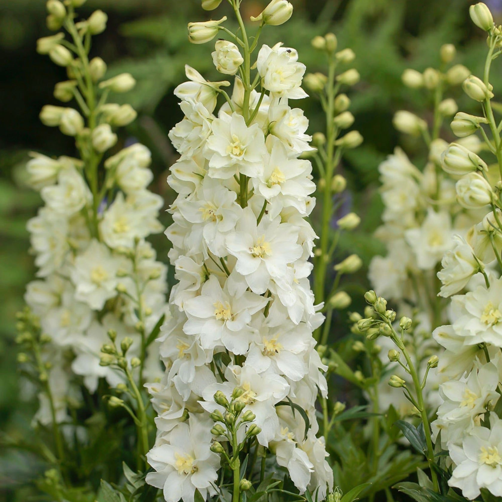 Delphinium 'Neva' – Élégance Blanc Pur & Design Serein ! – Jardineries ...