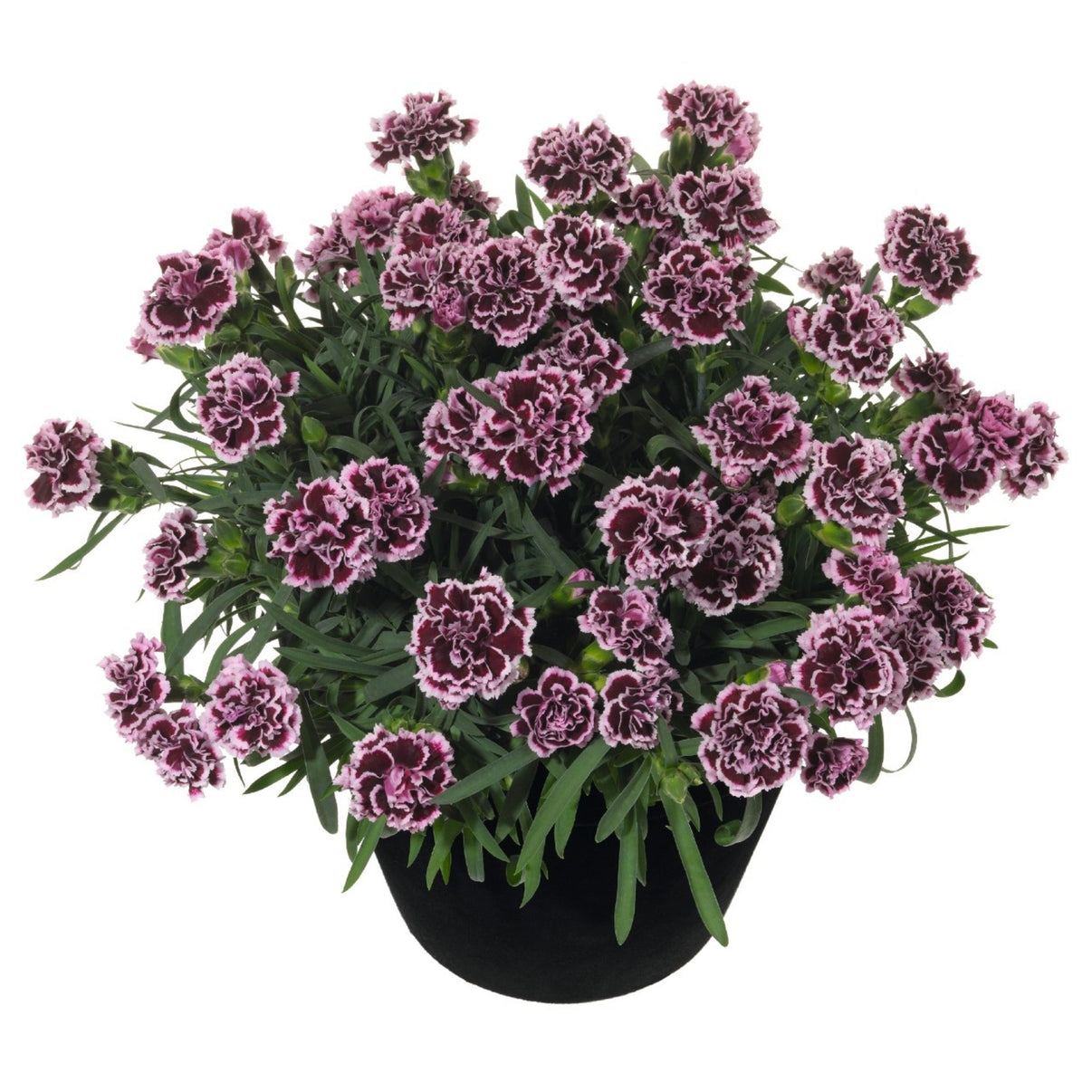 Oeillet des Fleuristes ODESSA® Pierrot : Floraison abondante et ...