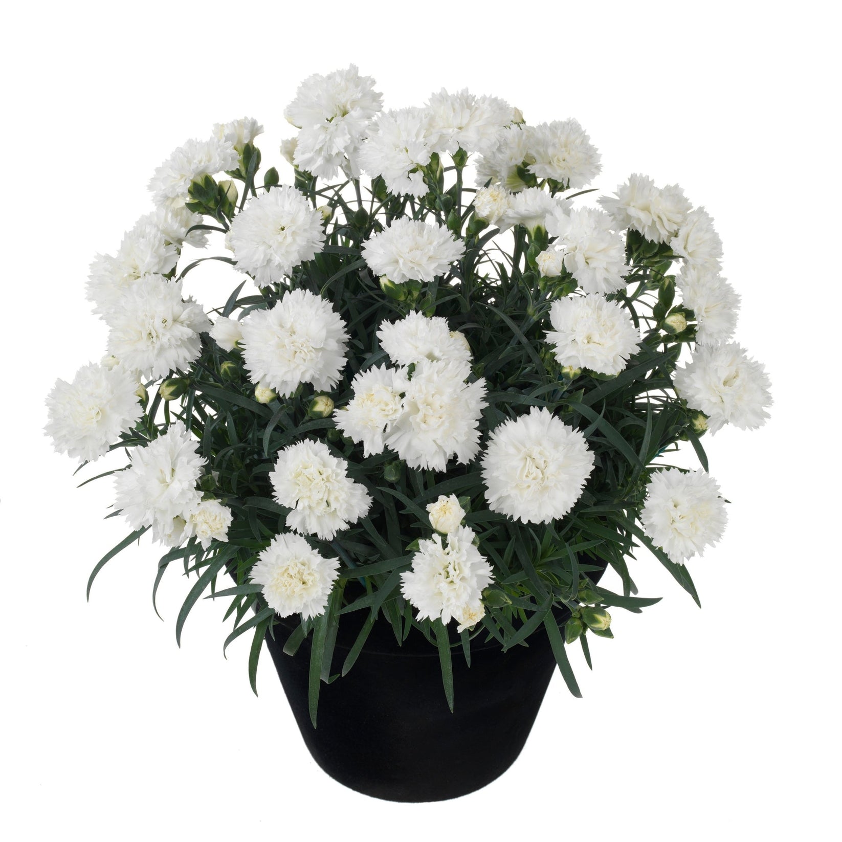 ODESSA® Pure Carnation – Jardineries Botanix