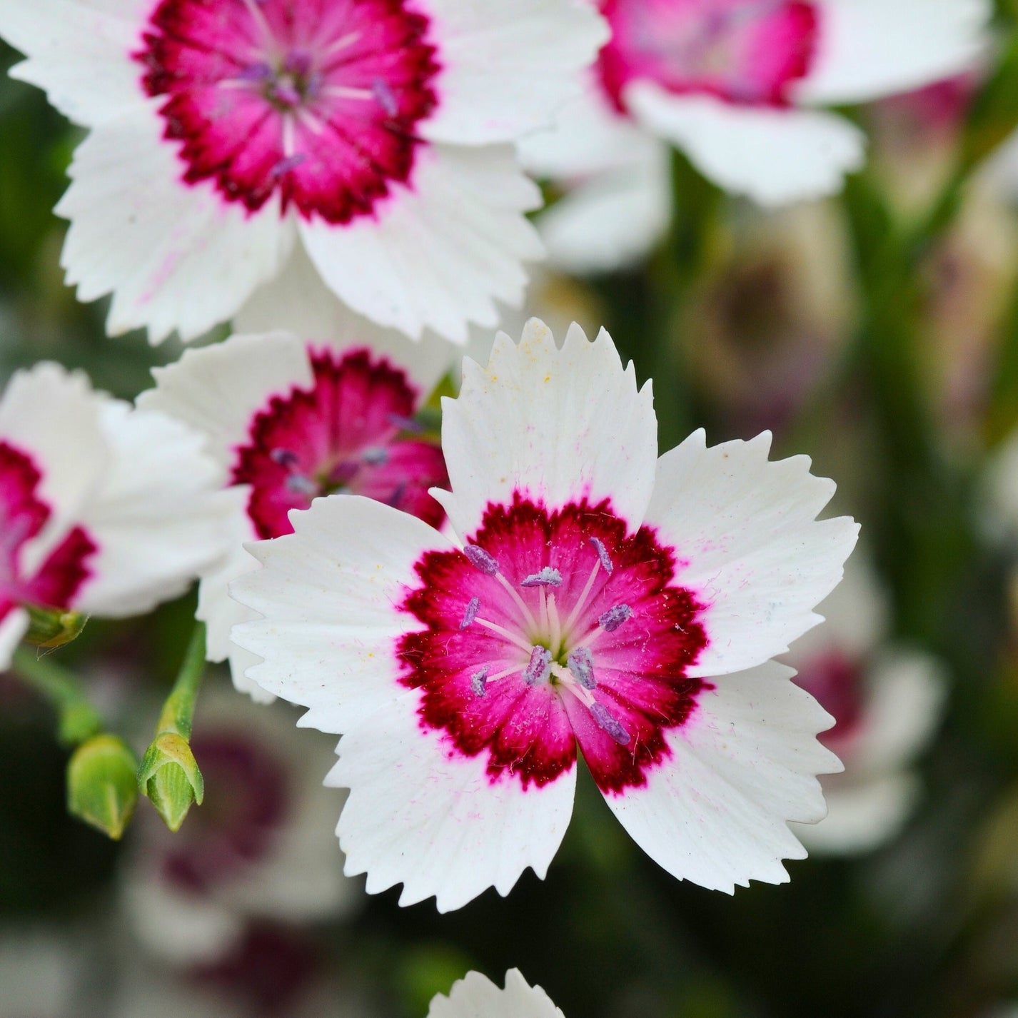 Oeillet 'Artic Fire' – Jardineries Botanix