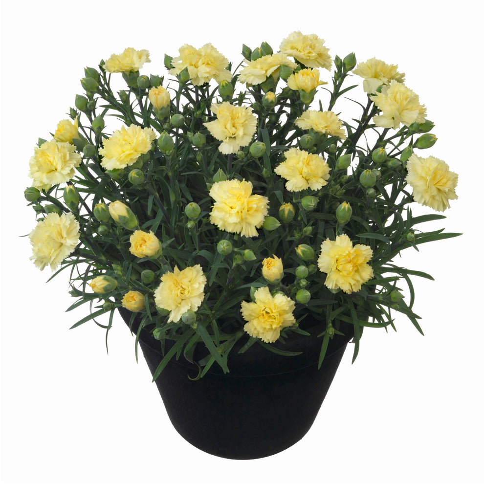 Dianthus Odessa® 'Yellow Bling Bling': The Luminous Gold of the Garden ...