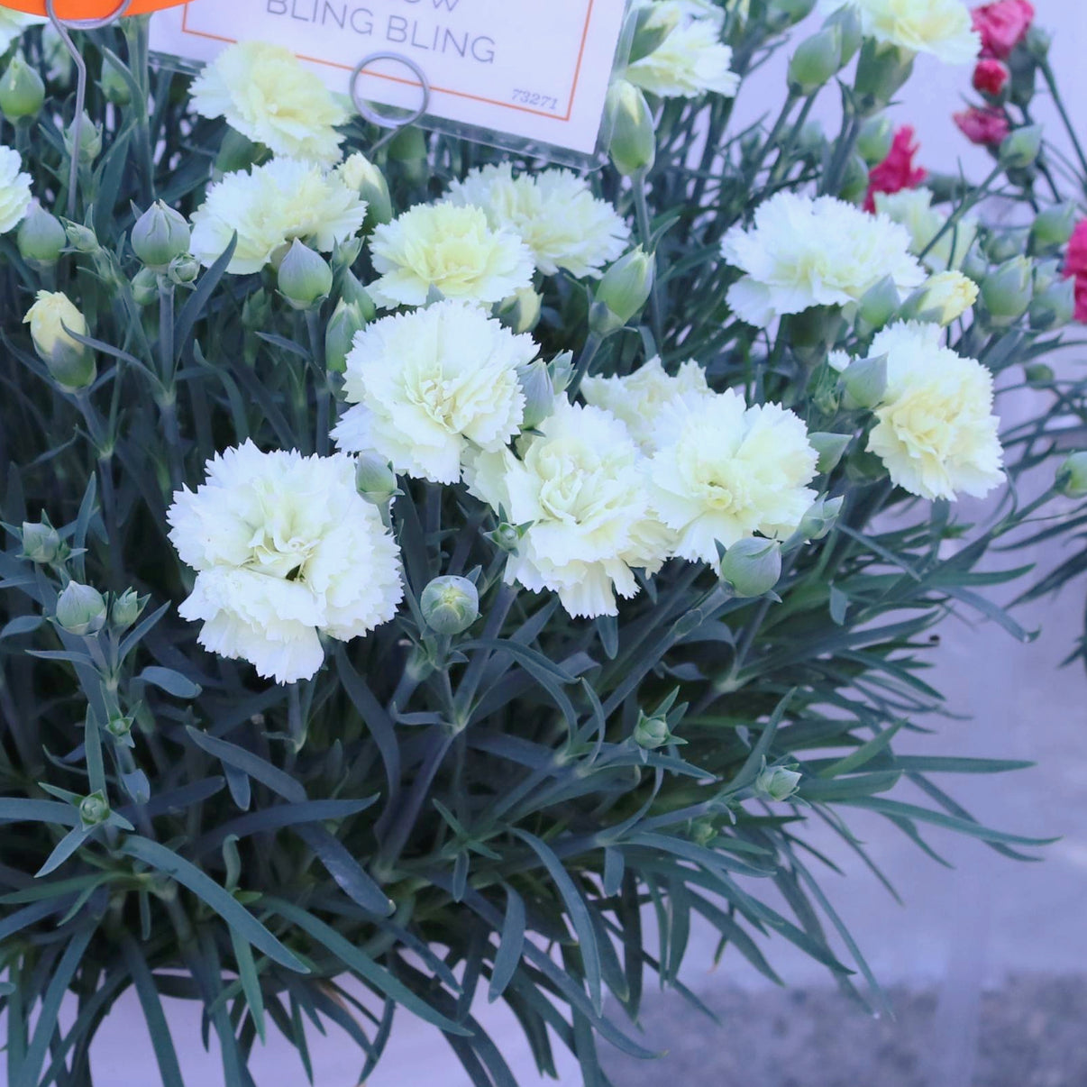 Dianthus Odessa® 'Yellow Bling Bling' : L'Or Lumineux du Jardin ...