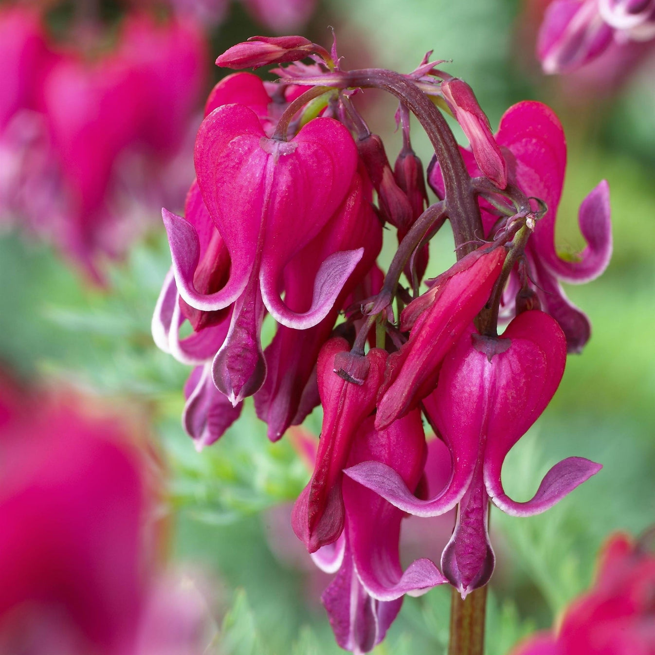 Bleeding Heart Red Fountain | Dicentra spectabilis Red Fountain ...