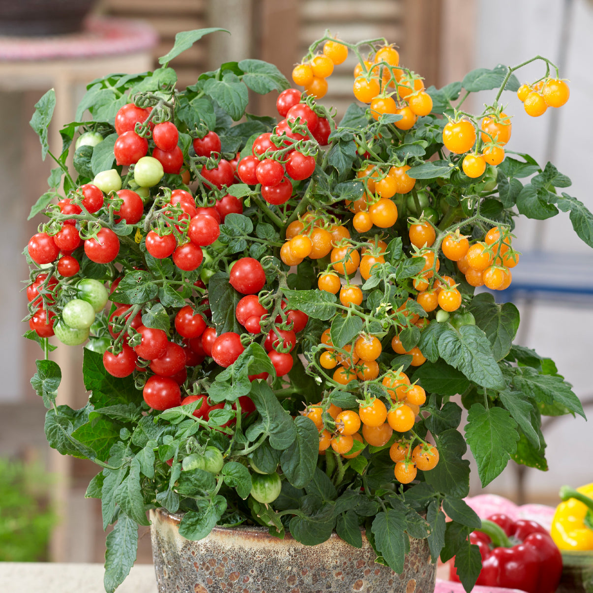 SWEET STURDY™ Tomato Duo – Jardineries Botanix