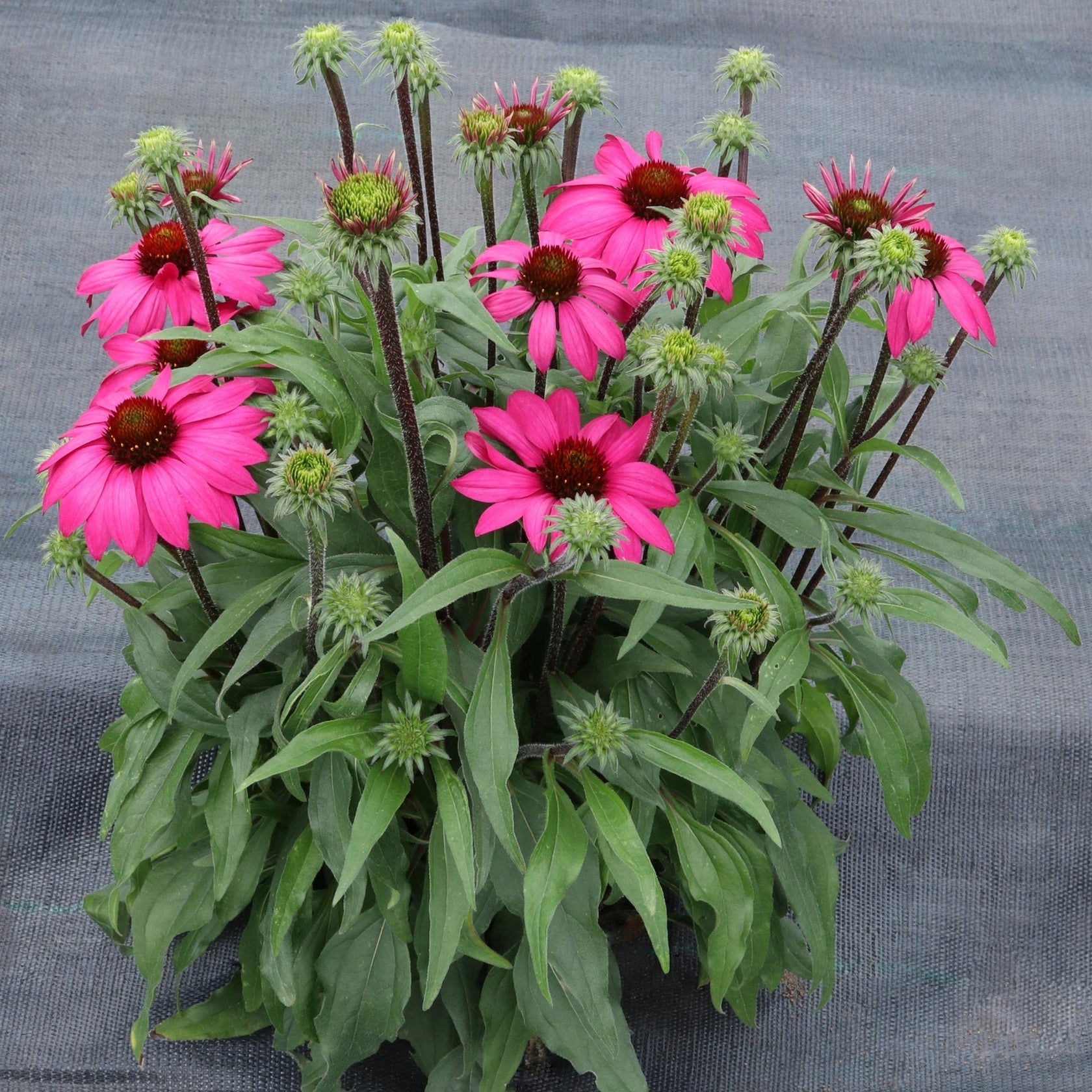 Échinacée PRIMA™ 'Berry' – Fleurs Rose Baie & Floraison Spectaculaire ...