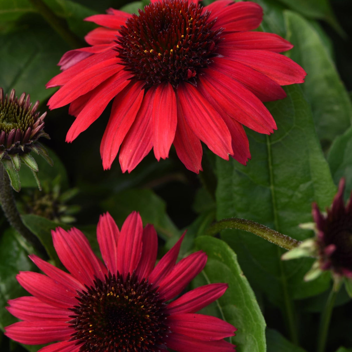 SOMBRERO POCO™ Red Coneflower – Jardineries Botanix