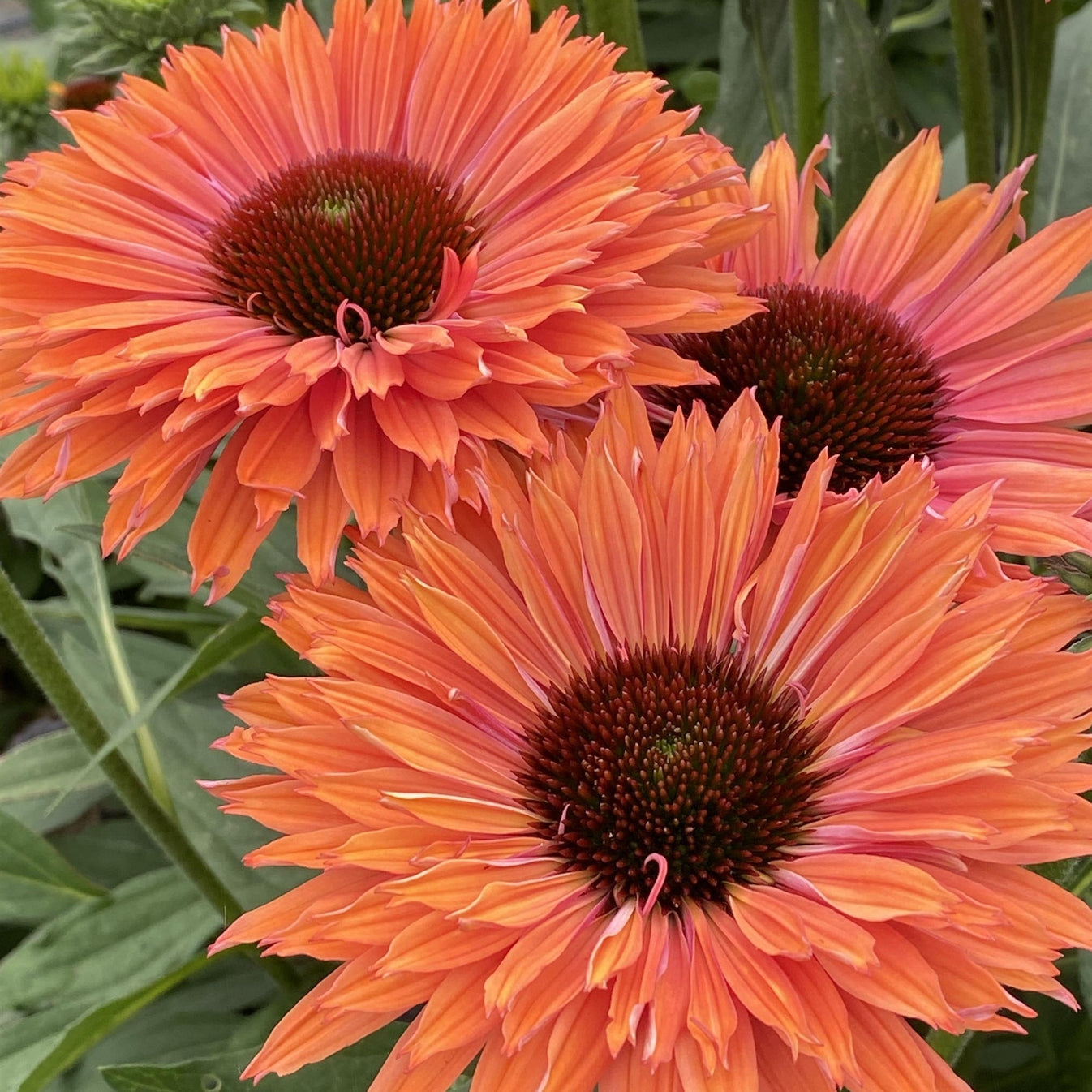 Evolving Rainbow of Shifting Colours | Rainbow Coneflower | Botanix ...