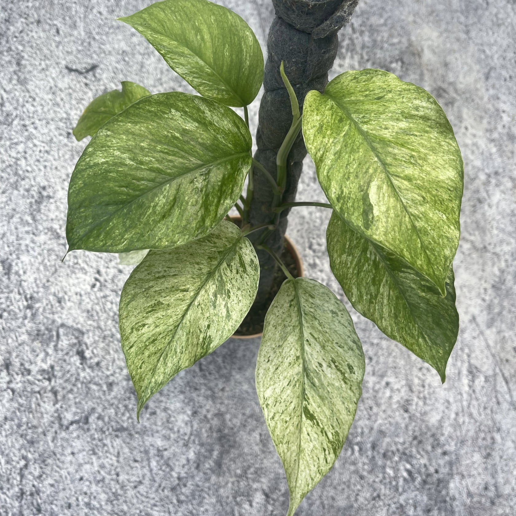 Epipremnum 'Bali Hanuman' | Fascinating Collector's Plant | Botanix ...