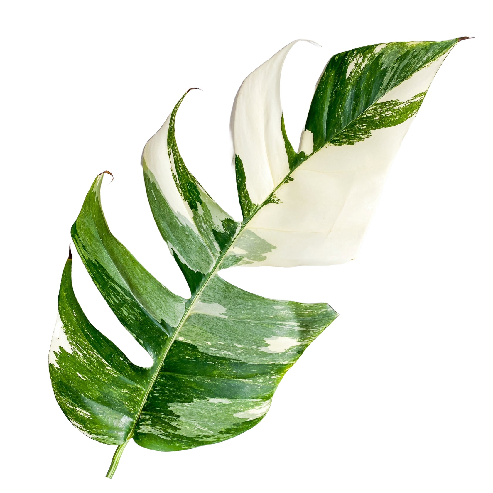 Epipremnum pinnatum 'Albo' | Collector's Pothos with Fenestrated Leaves ...