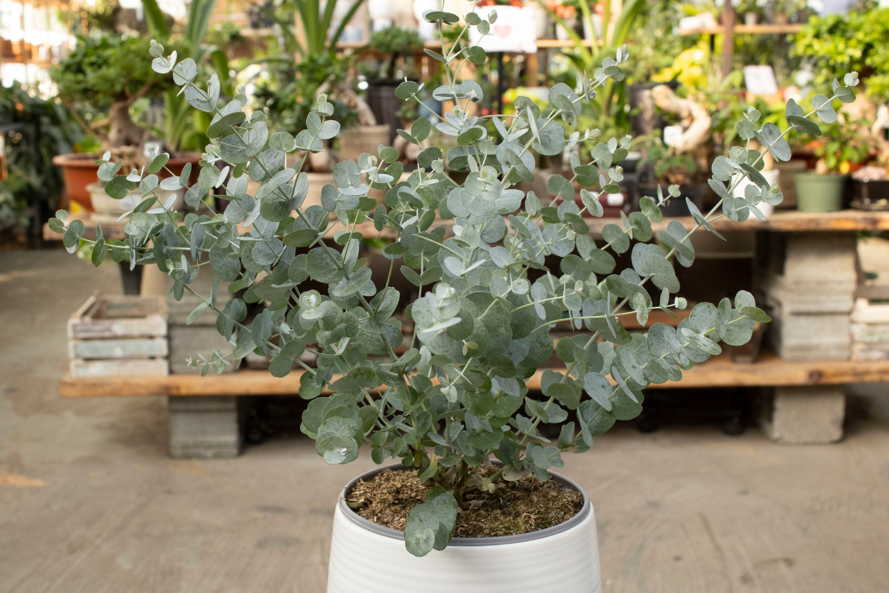 Eucalyptus 'Silver Dollar' – Jardineries Botanix